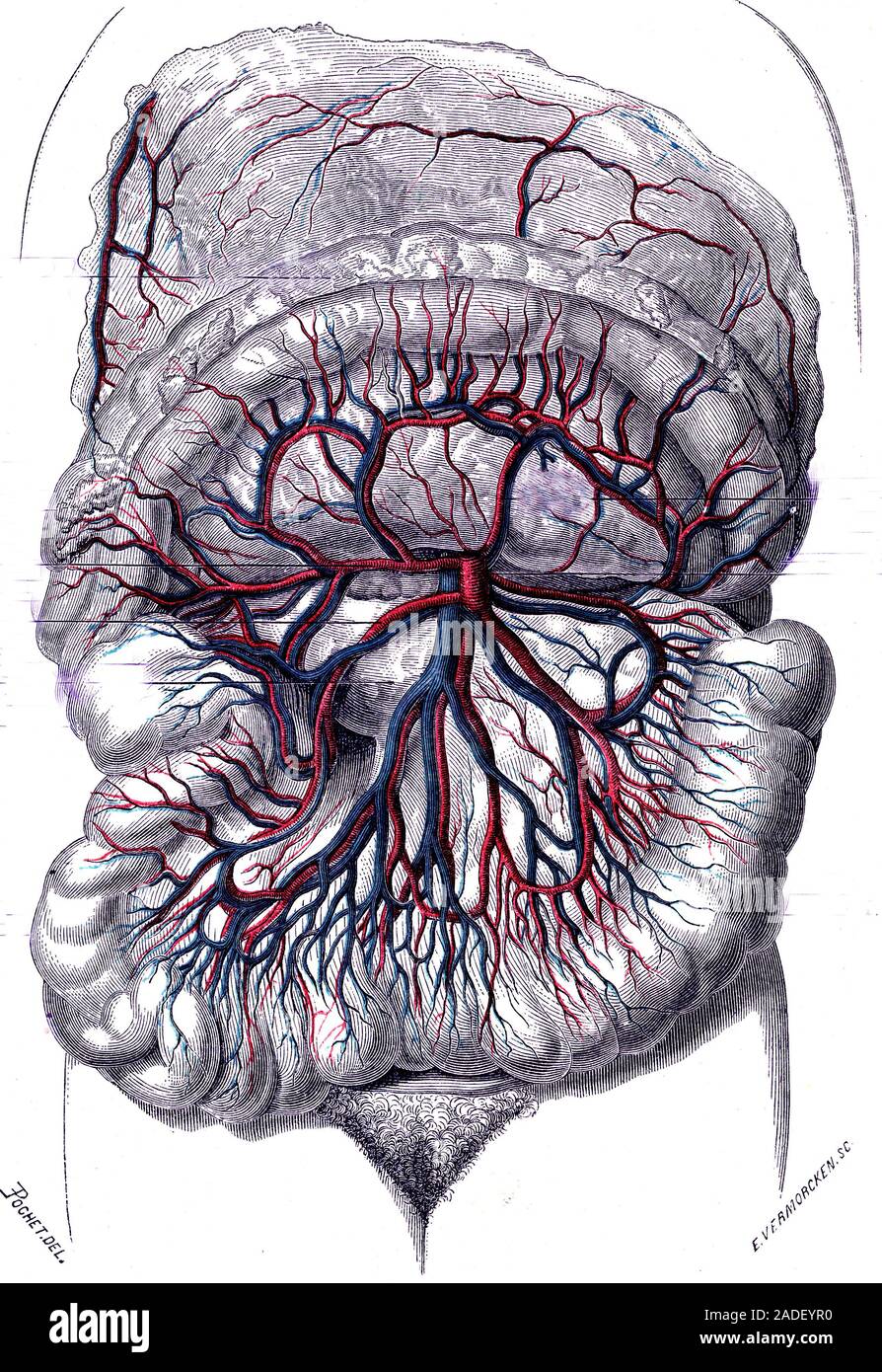 Intestines and superior mesenteric artery. 19th-century illustration ...