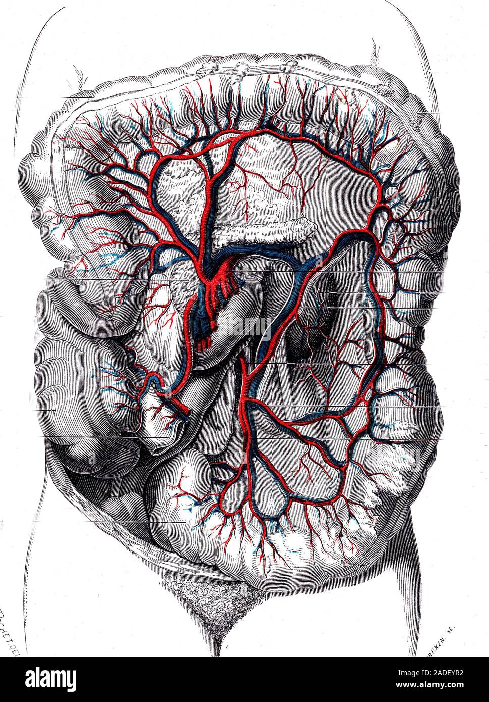 Intestines and lower mesenteric artery. 19th-century illustration ...