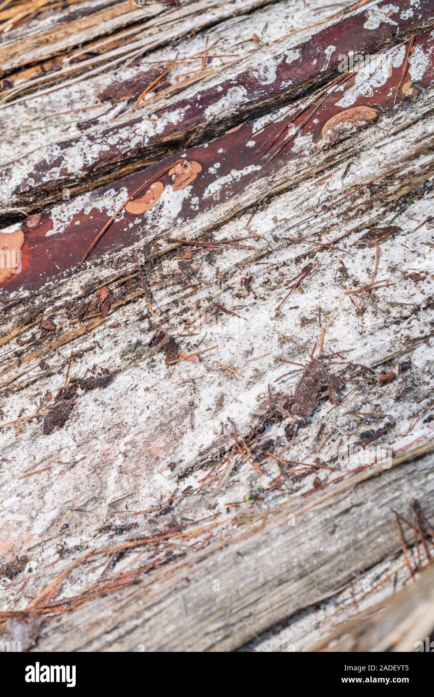 Flammable natural materials hi-res stock photography and images - Alamy