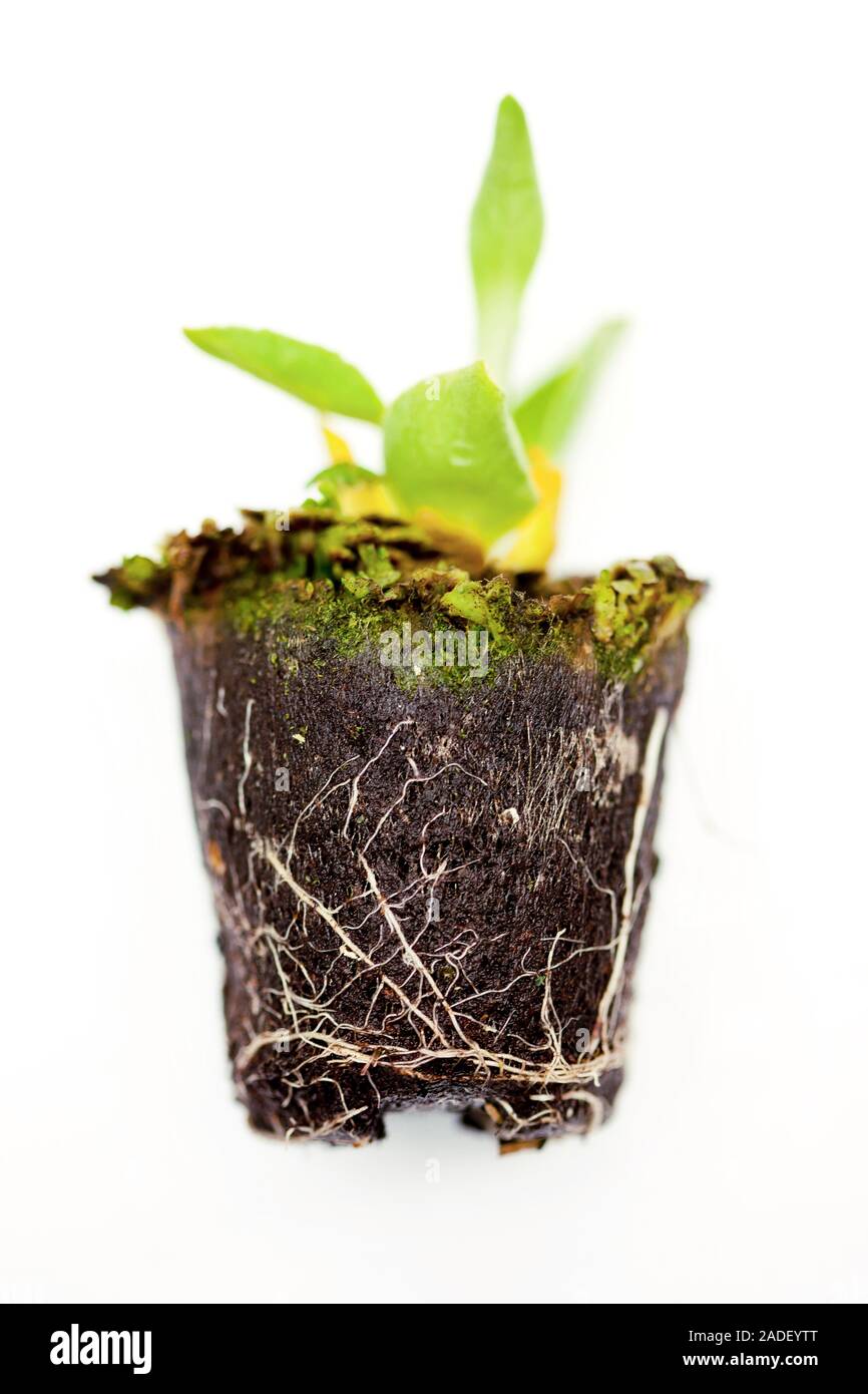 Plant and roots. Plant seedling in a plug of soil, revealing its root ...