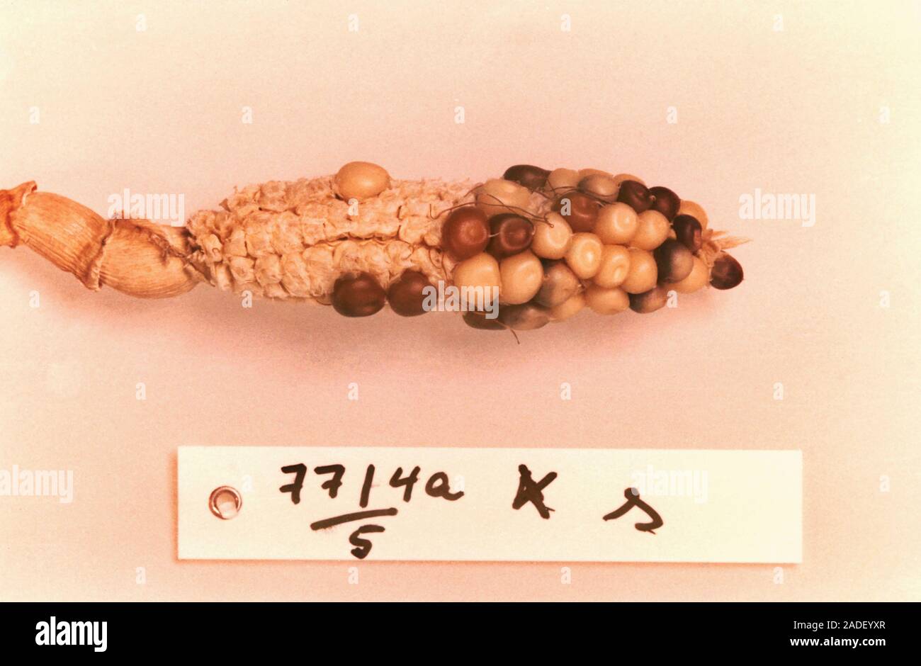 Maze genetics research by McClintock, 1978. Labelled specimen of a cob ...