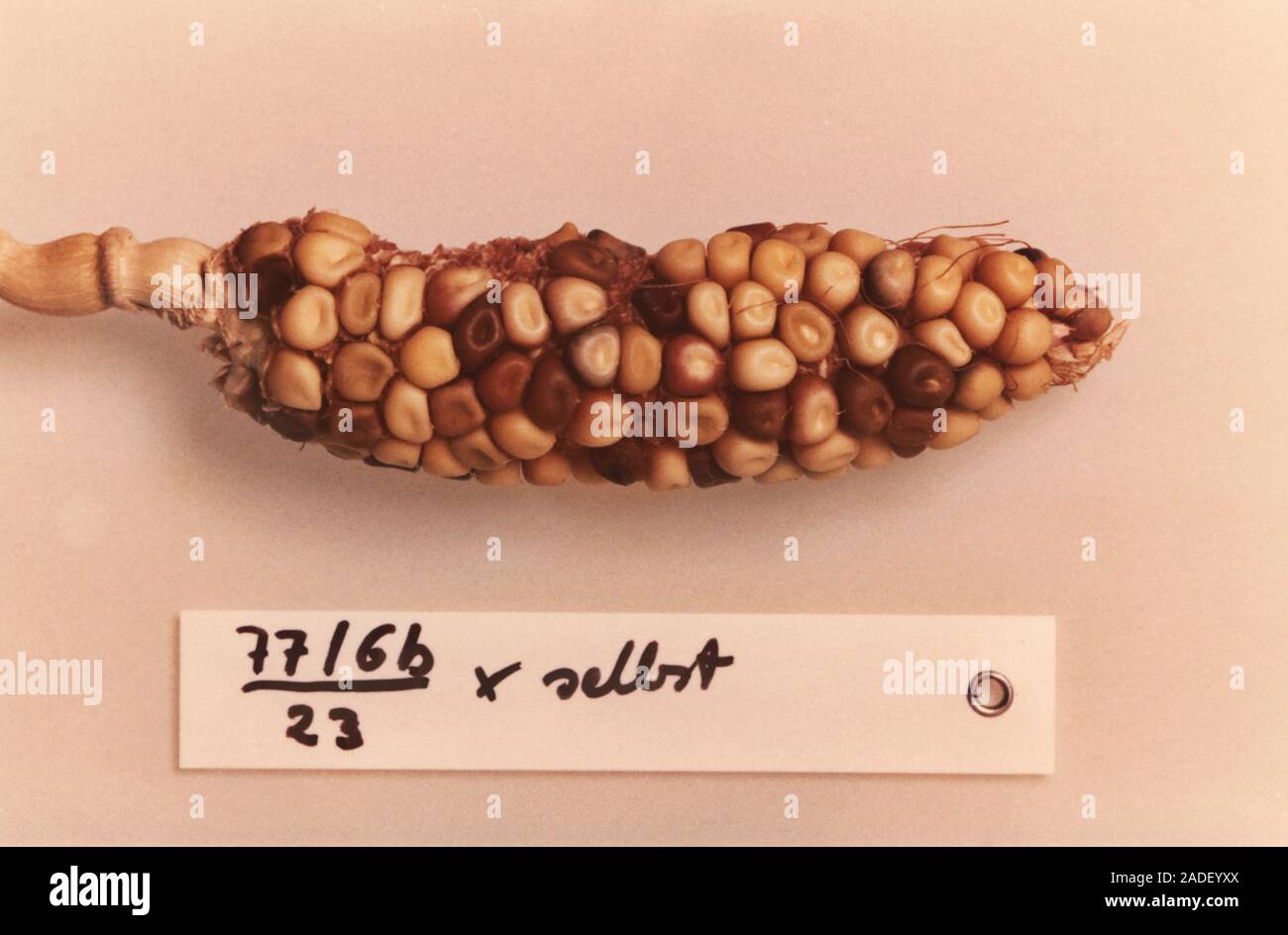 Maze genetics research by McClintock, 1978. Labelled specimen of a cob ...