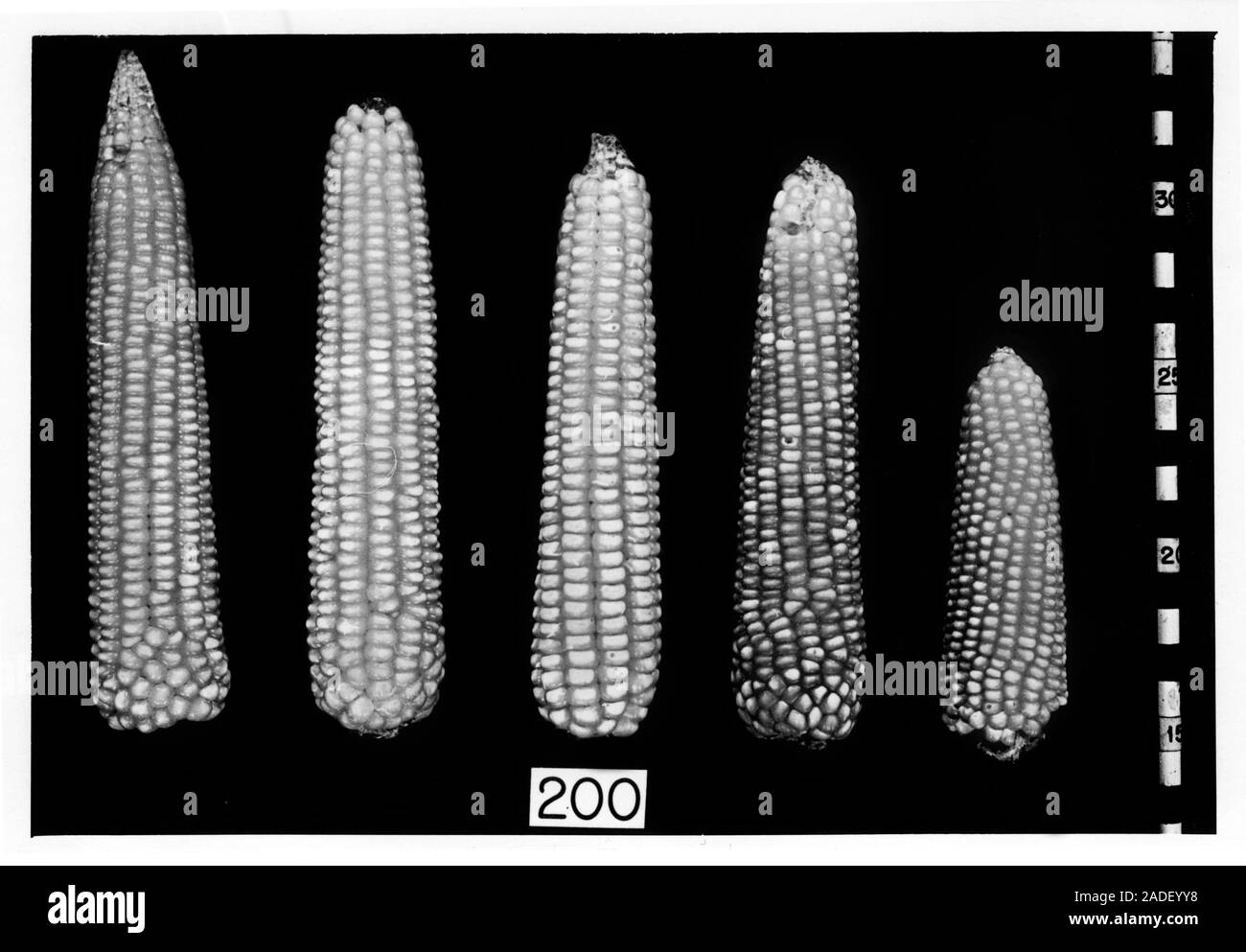 Maze genetics research by McClintock, 1966. Specimens of cobs of maize ...