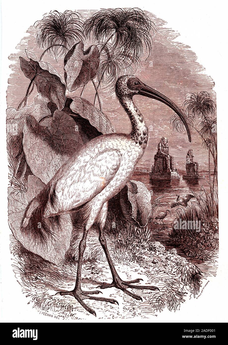 Sacred ibis of Egypt, 19th-century illustration. The sacred ibis ...