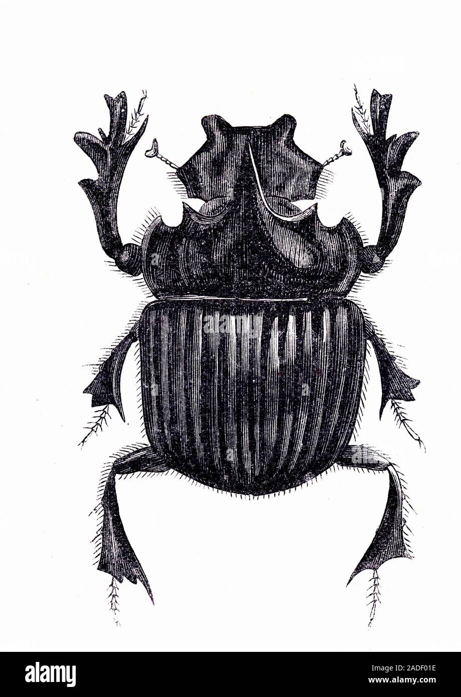 Beetle (Copris isidis), 19th-century illustration. This is a male ...