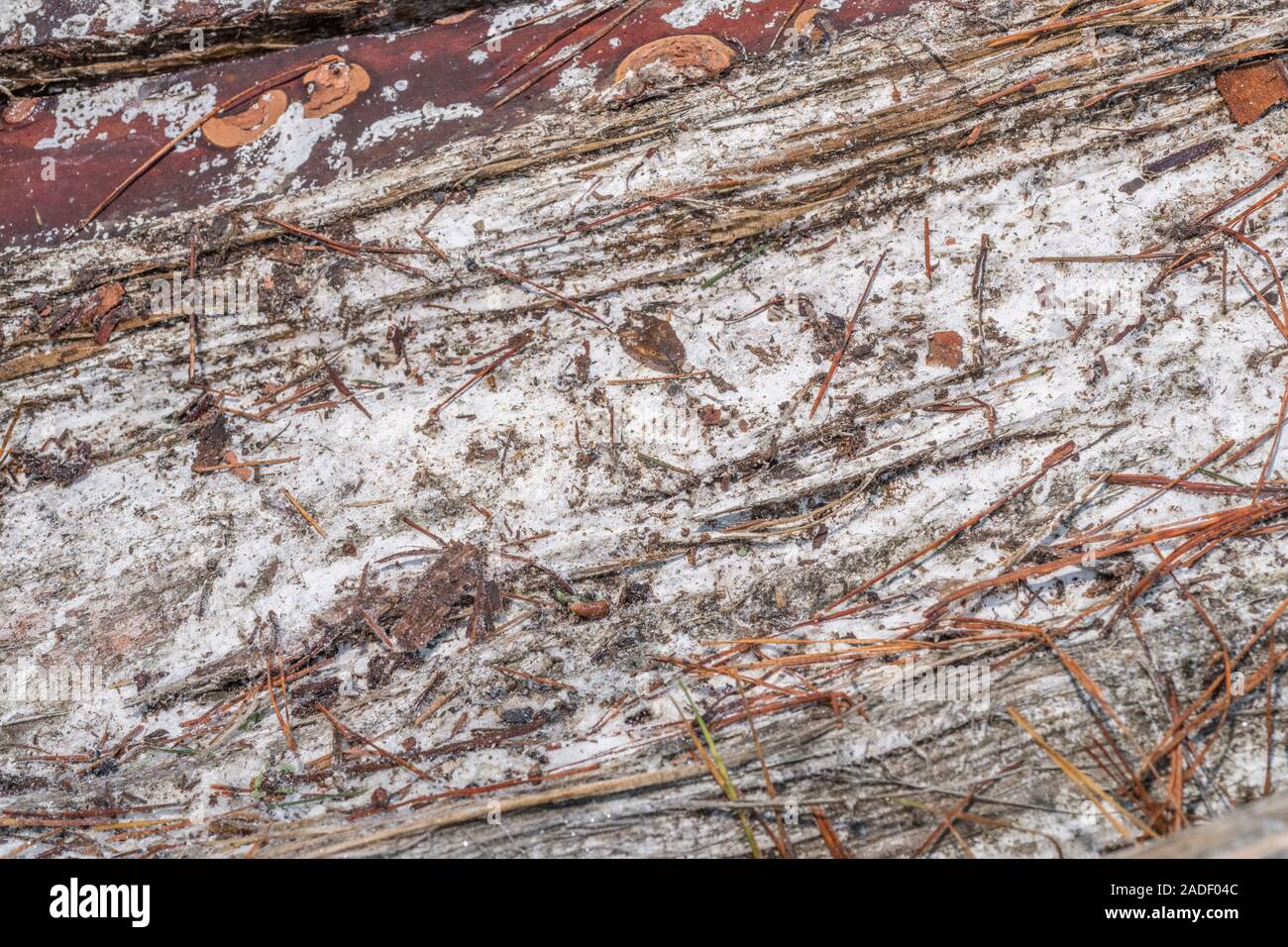 Natural pine resin on split trunk of storm damaged Monterey Pine ...