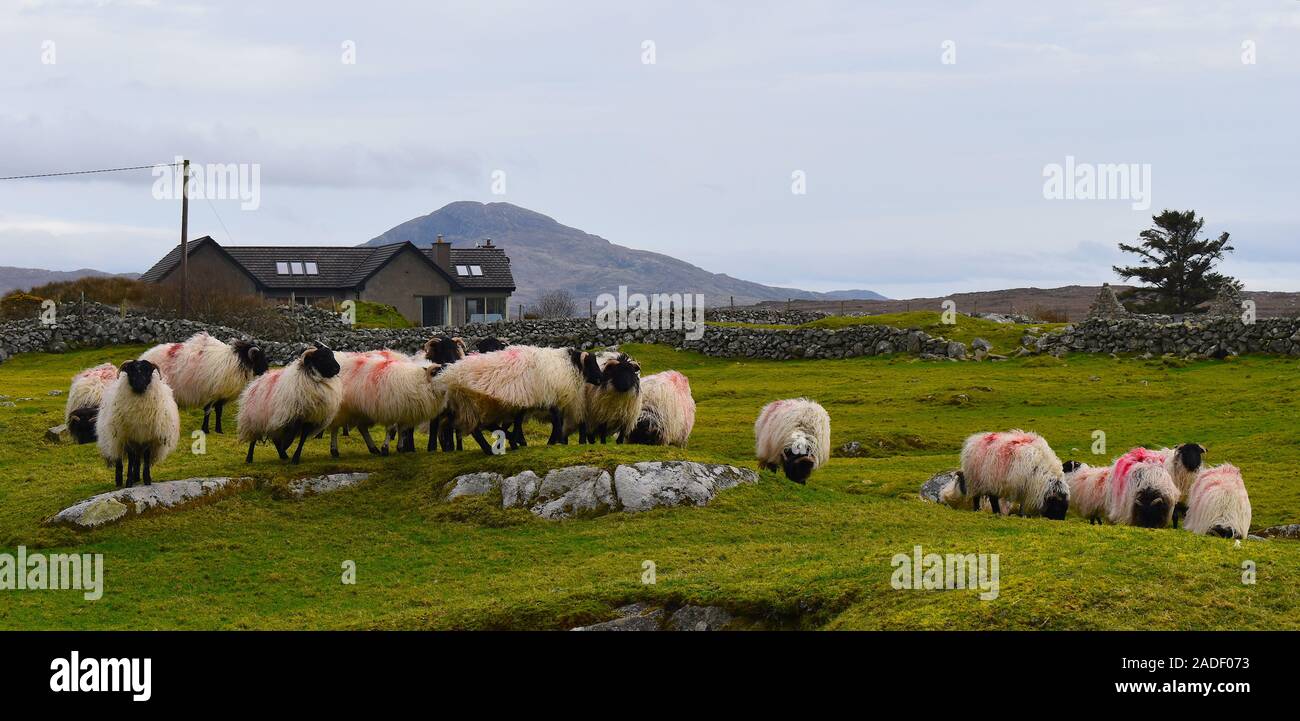Herd of sheep on a grass hillside. Rural farmland in the west of ...