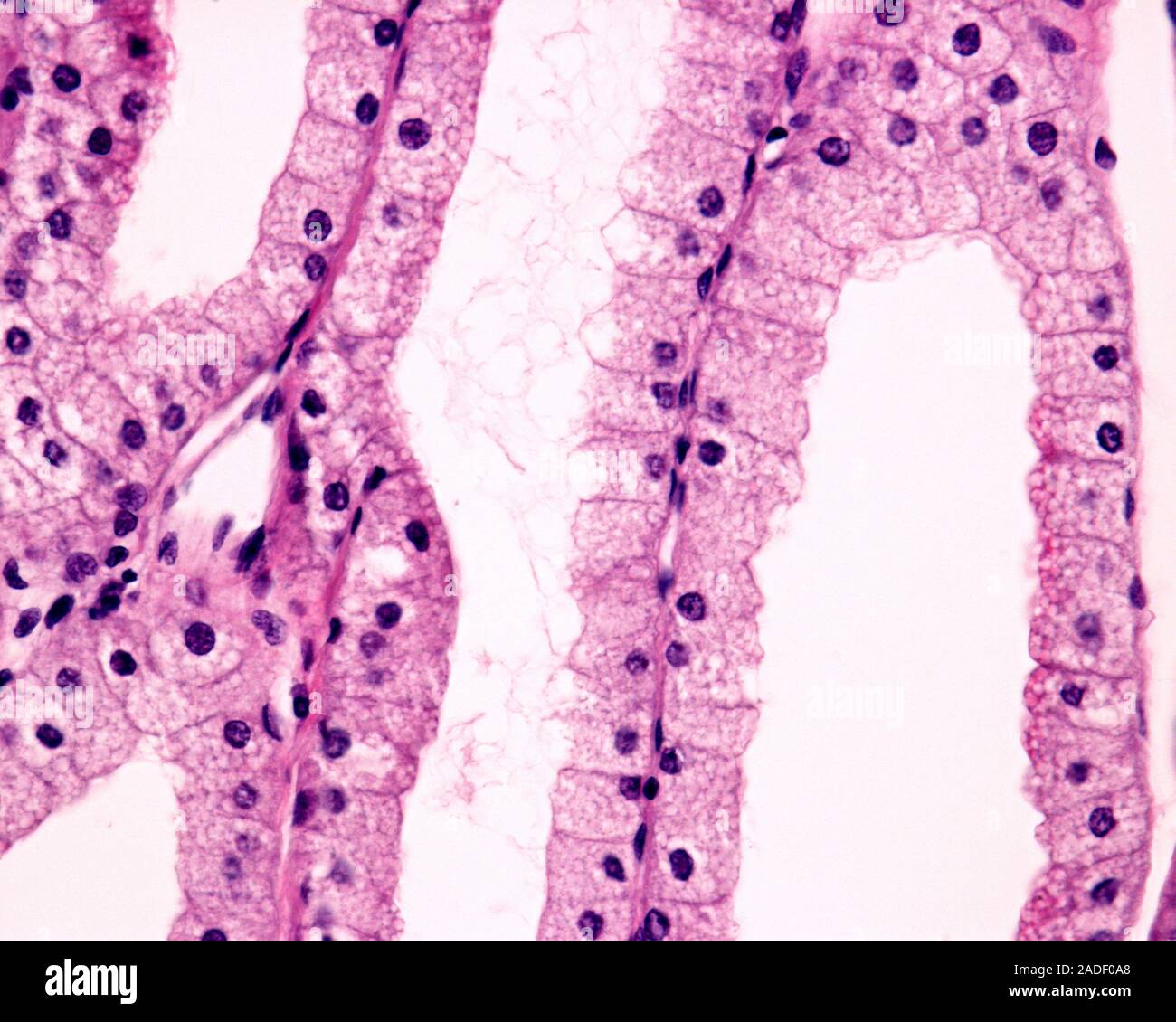 High Magnification Light Micrograph Showing Secretory Units Of A