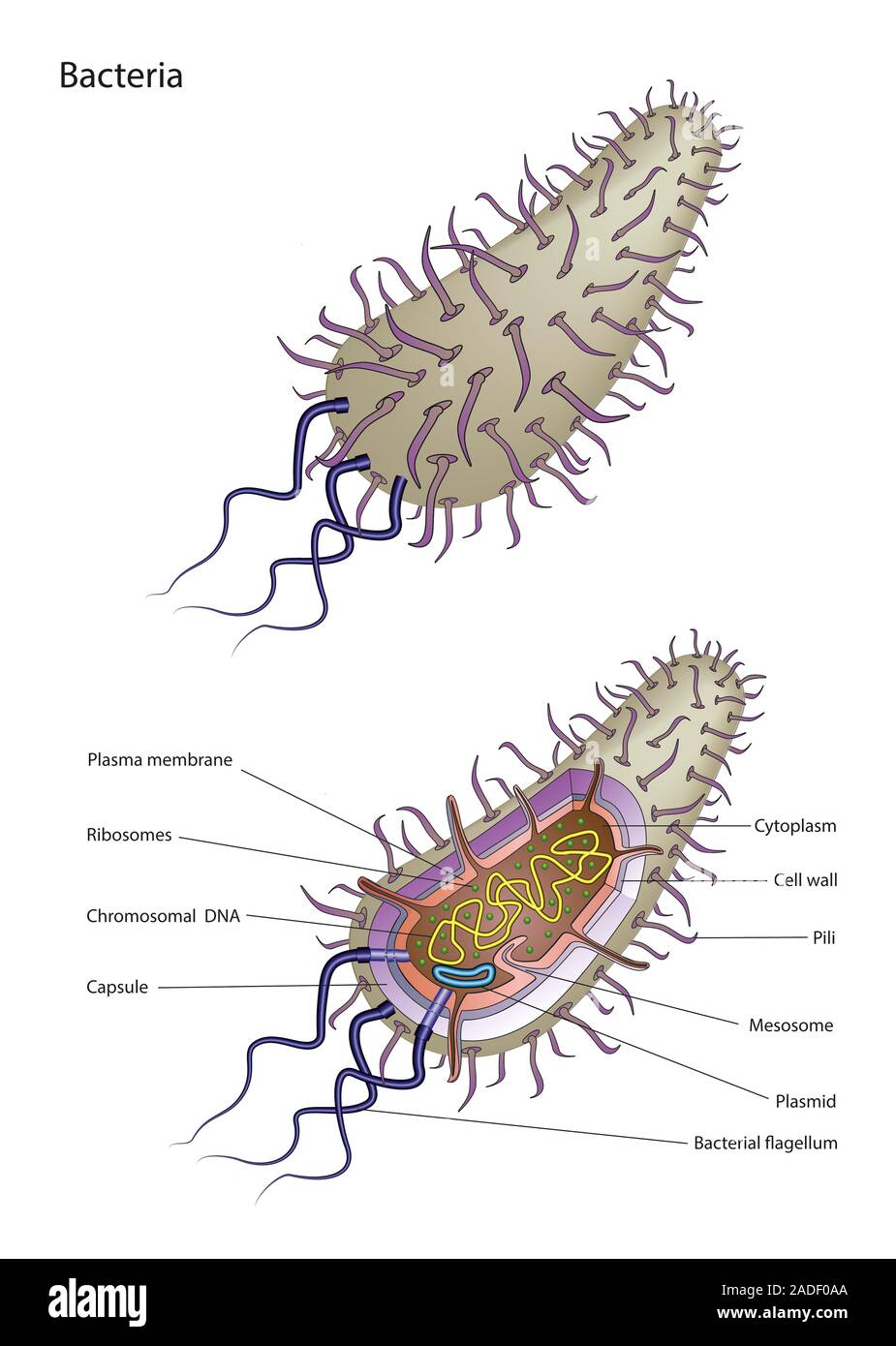Illustration of two bacteria cells showing the structure and internal ...