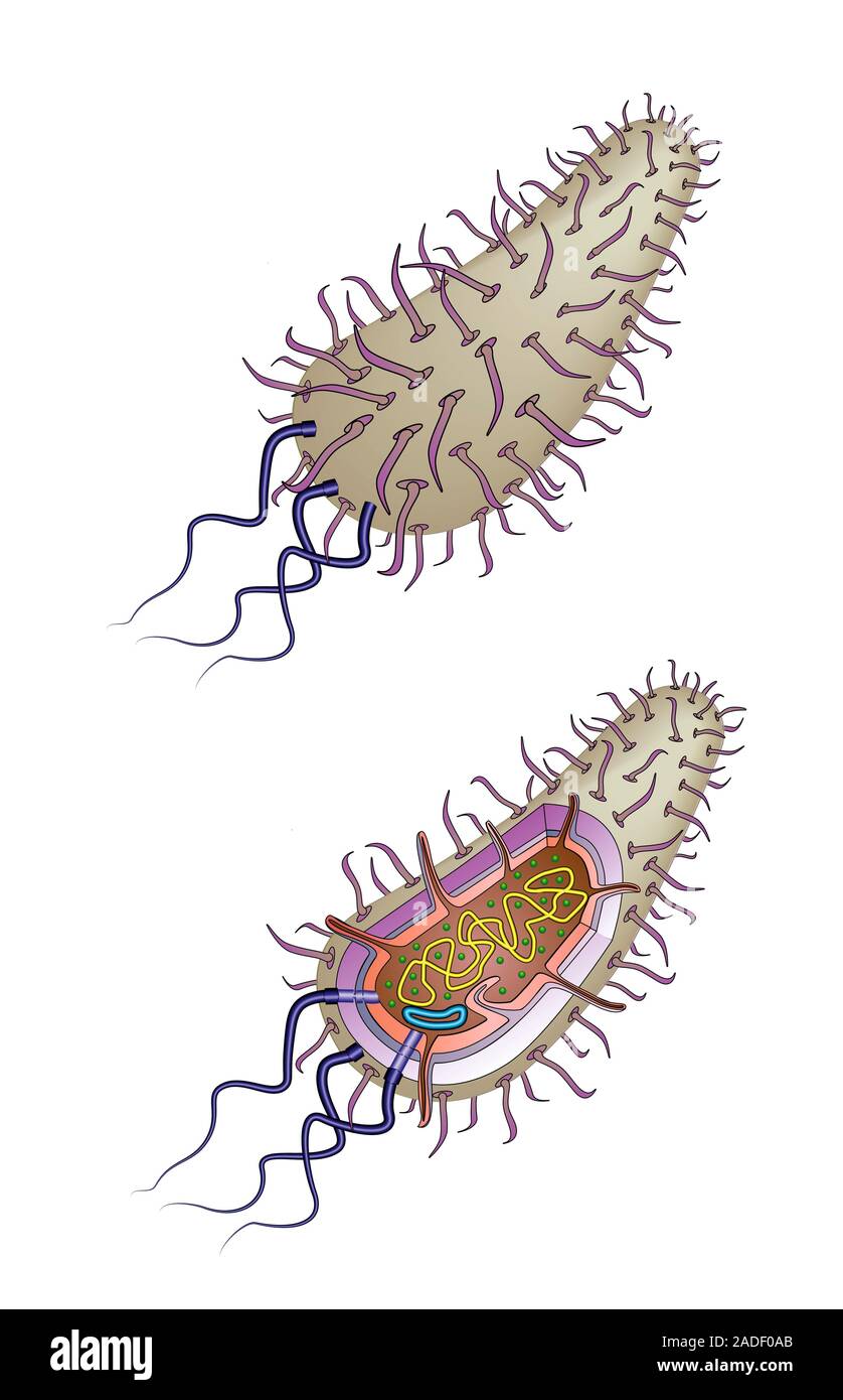 Illustration of two bacteria cells showing the structure and internal ...