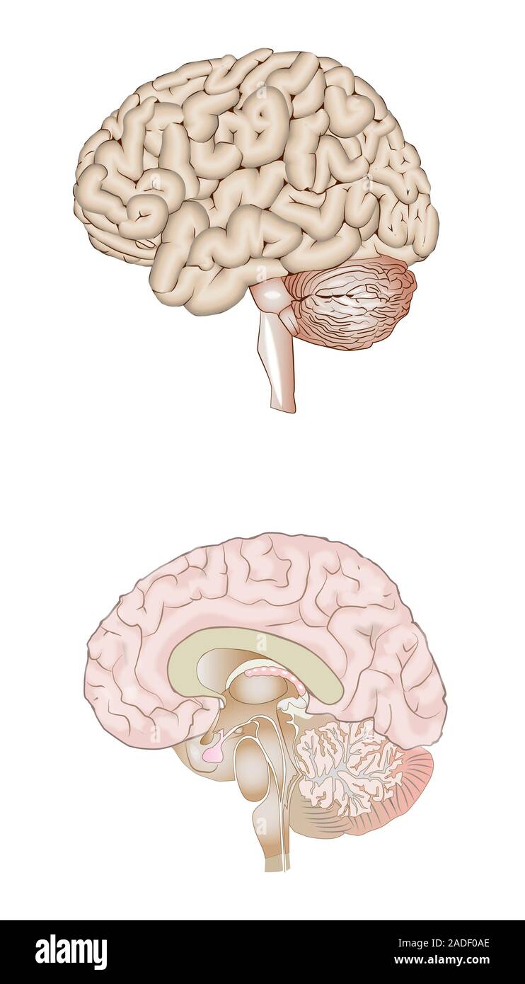 Human brain anatomy, illustration. At top is a view of the left side of ...