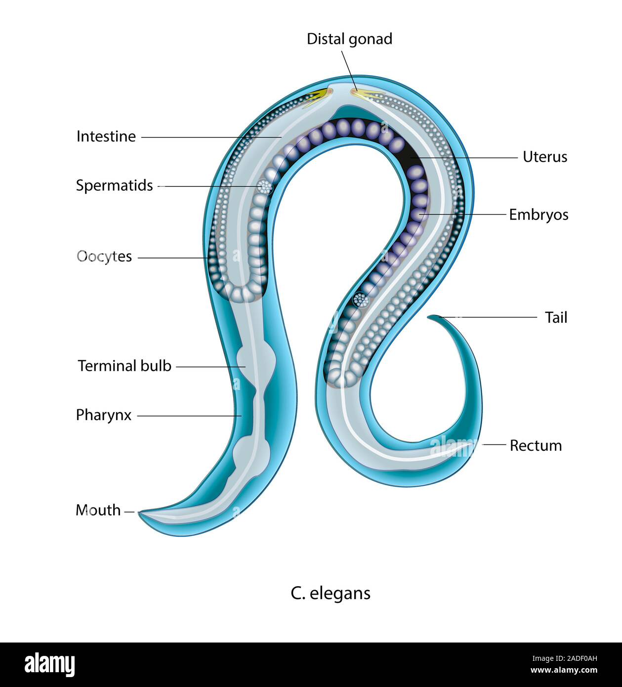 C. elegans worm anatomy, illustration Stock Photo - Alamy