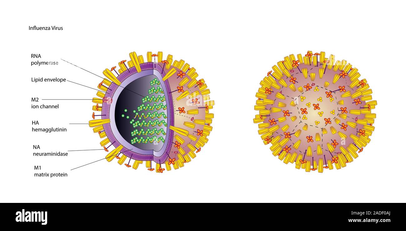 Illustration showing the structure of the influenza virus Stock Photo ...