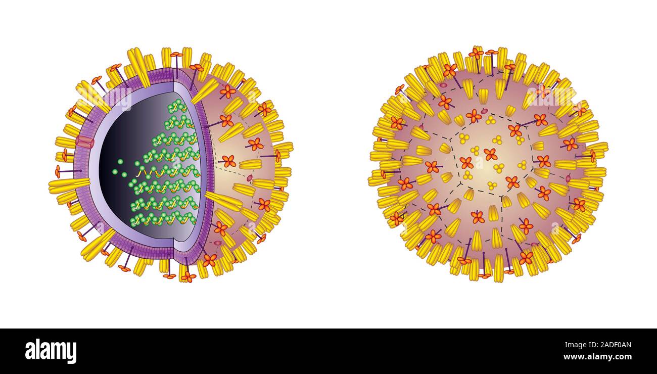 Illustration showing the structure of the influenza virus Stock Photo ...