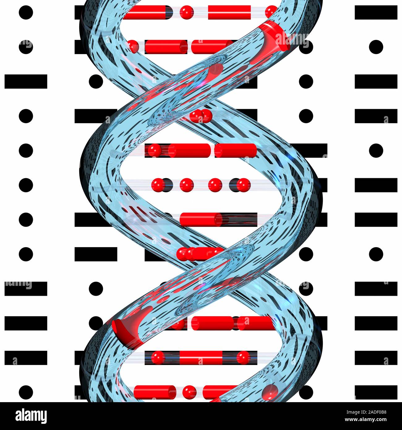 This image may not be used in educational posters Genetics and Morse ...