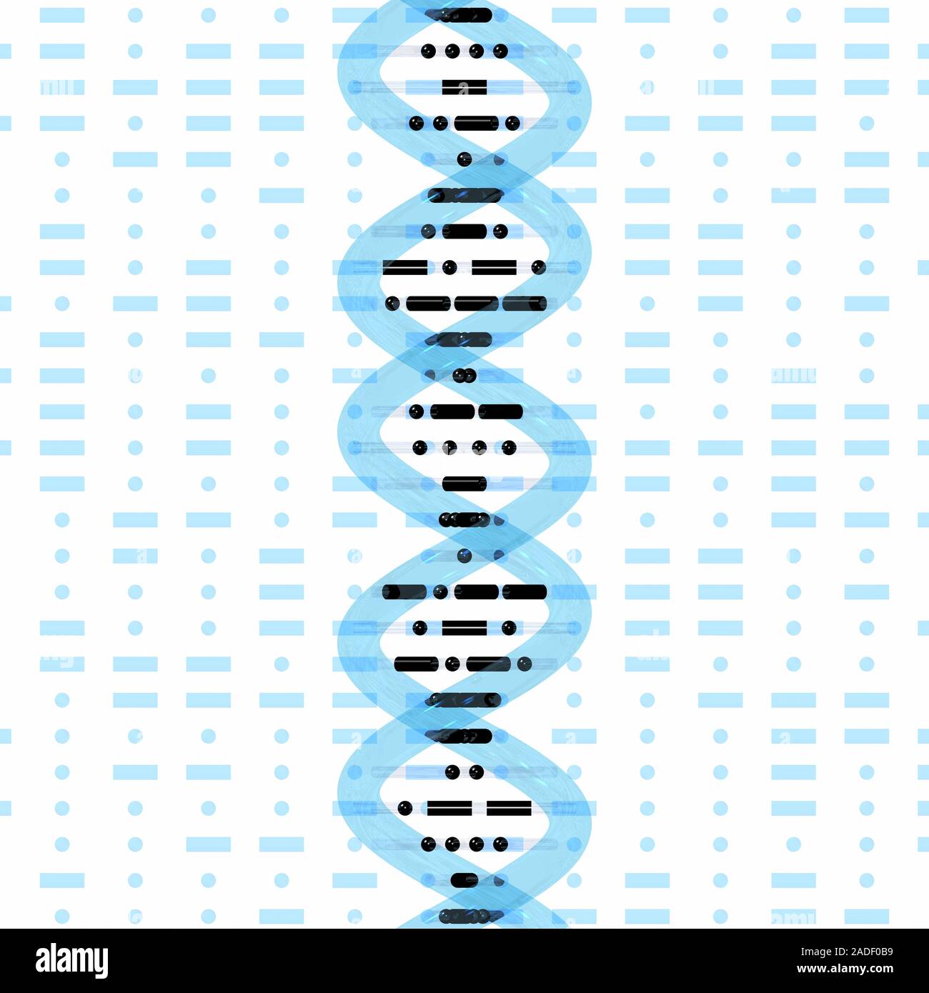 This image may not be used in educational posters Genetics and Morse ...