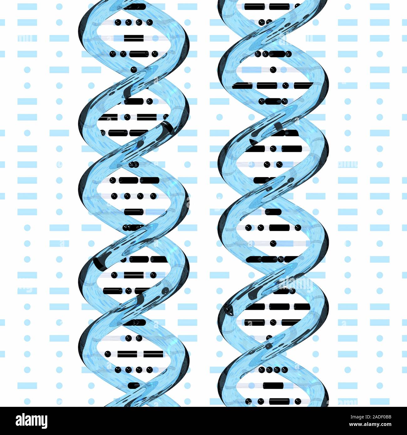 This image may not be used in educational posters Genetics and Morse ...