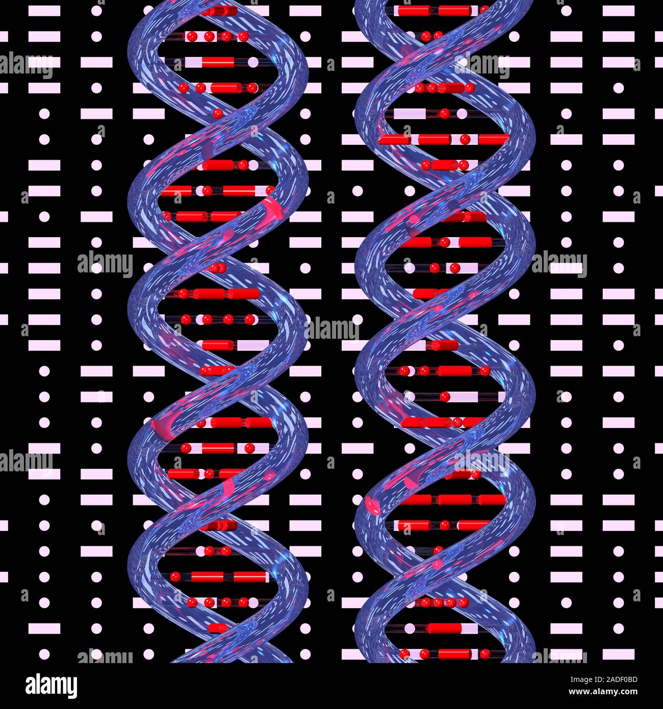 This image may not be used in educational posters Genetics and Morse ...