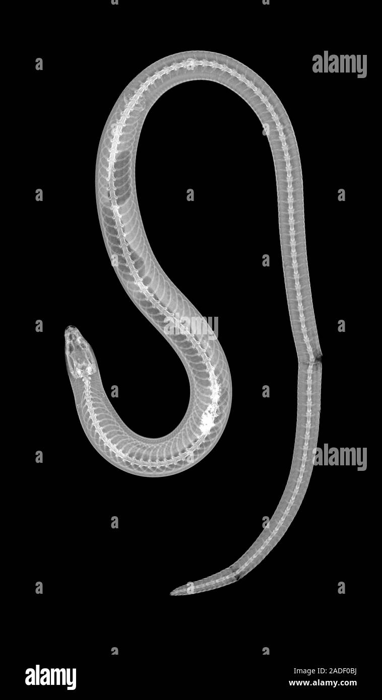 Slow worm (Anguis fragilis), X-ray Stock Photo - Alamy