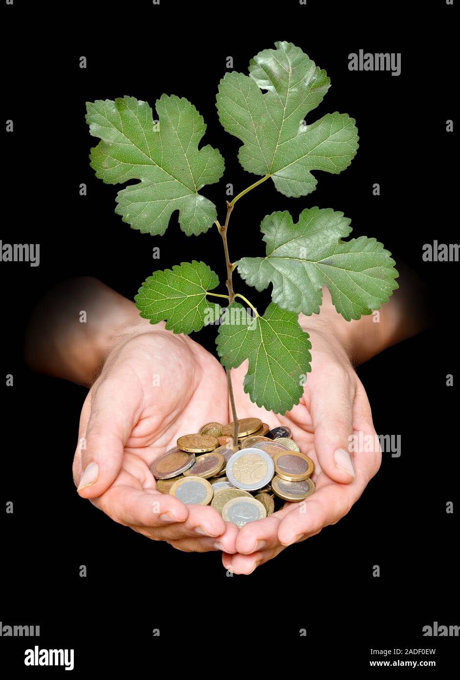 Hand with tree growing from pile of coins Stock Photo - Alamy