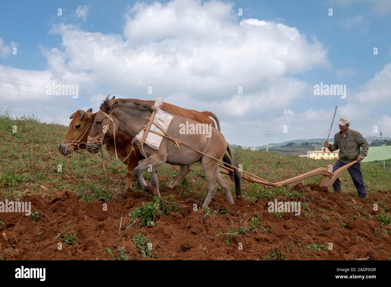 Farmer ploughing the terraces of the Ailao Mountains between the Red ...