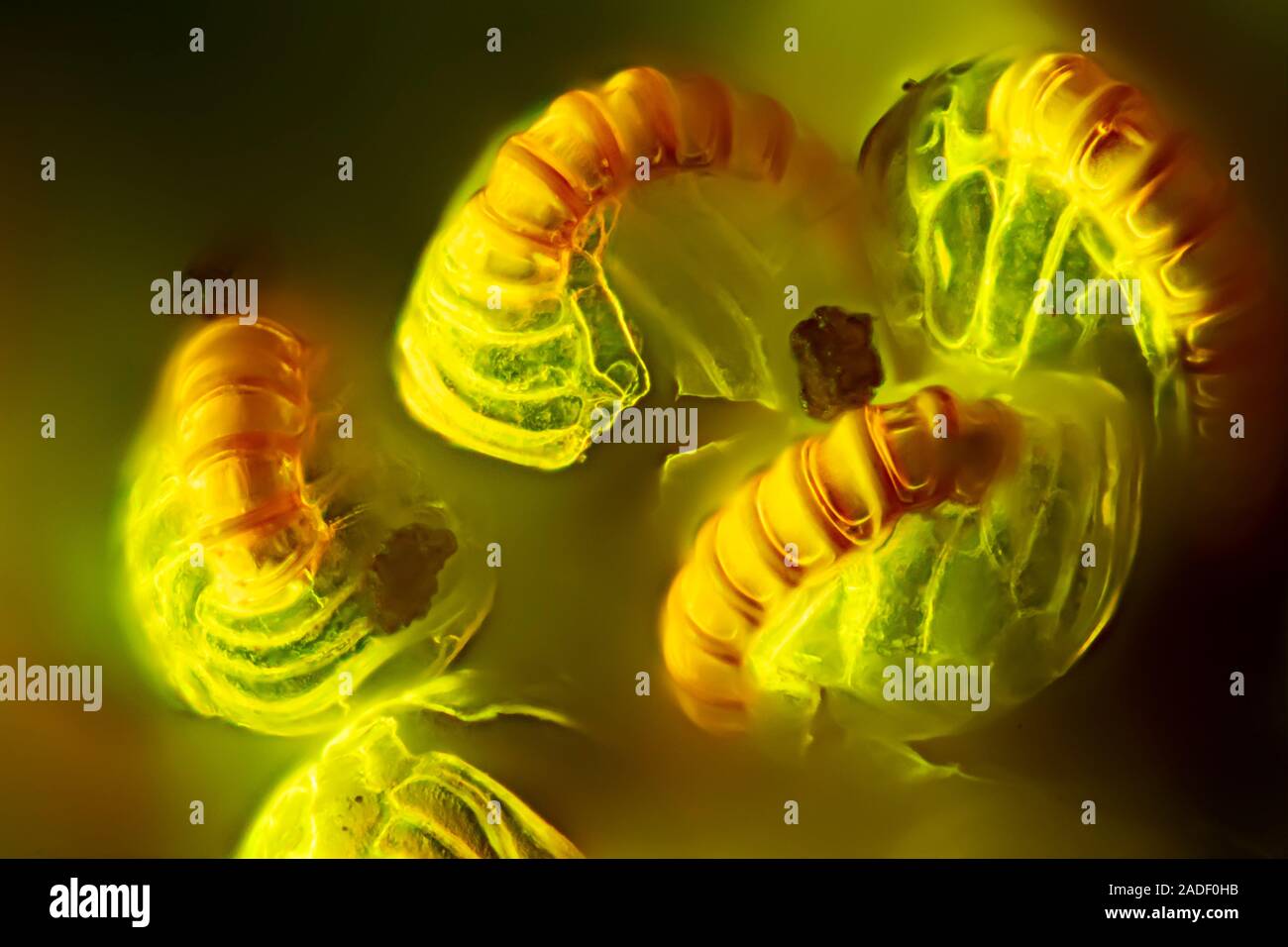 Fern sorus. Fluorescence light micrograph of a sorus on the underside ...