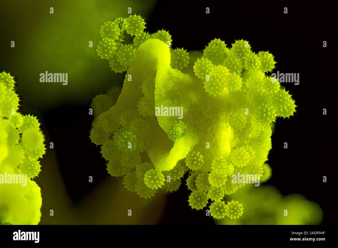 Macro photograph of the Hibiscus flower (Hibiscus sp.) reproductive ...