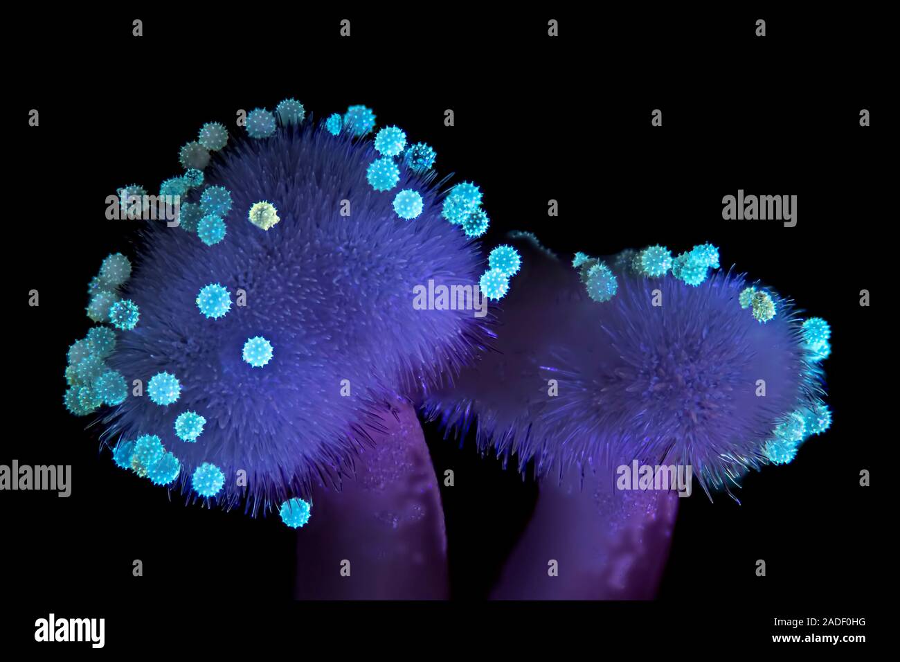Macro photograph of the Hibiscus flower (Hibiscus sp.) reproductive ...