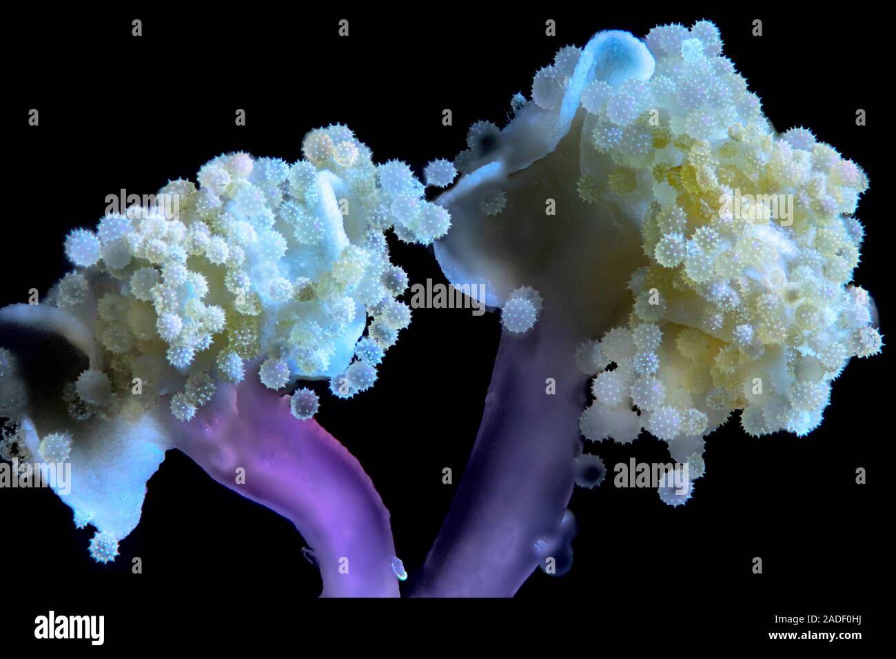 Macro photograph of the Hibiscus flower (Hibiscus sp.) reproductive ...