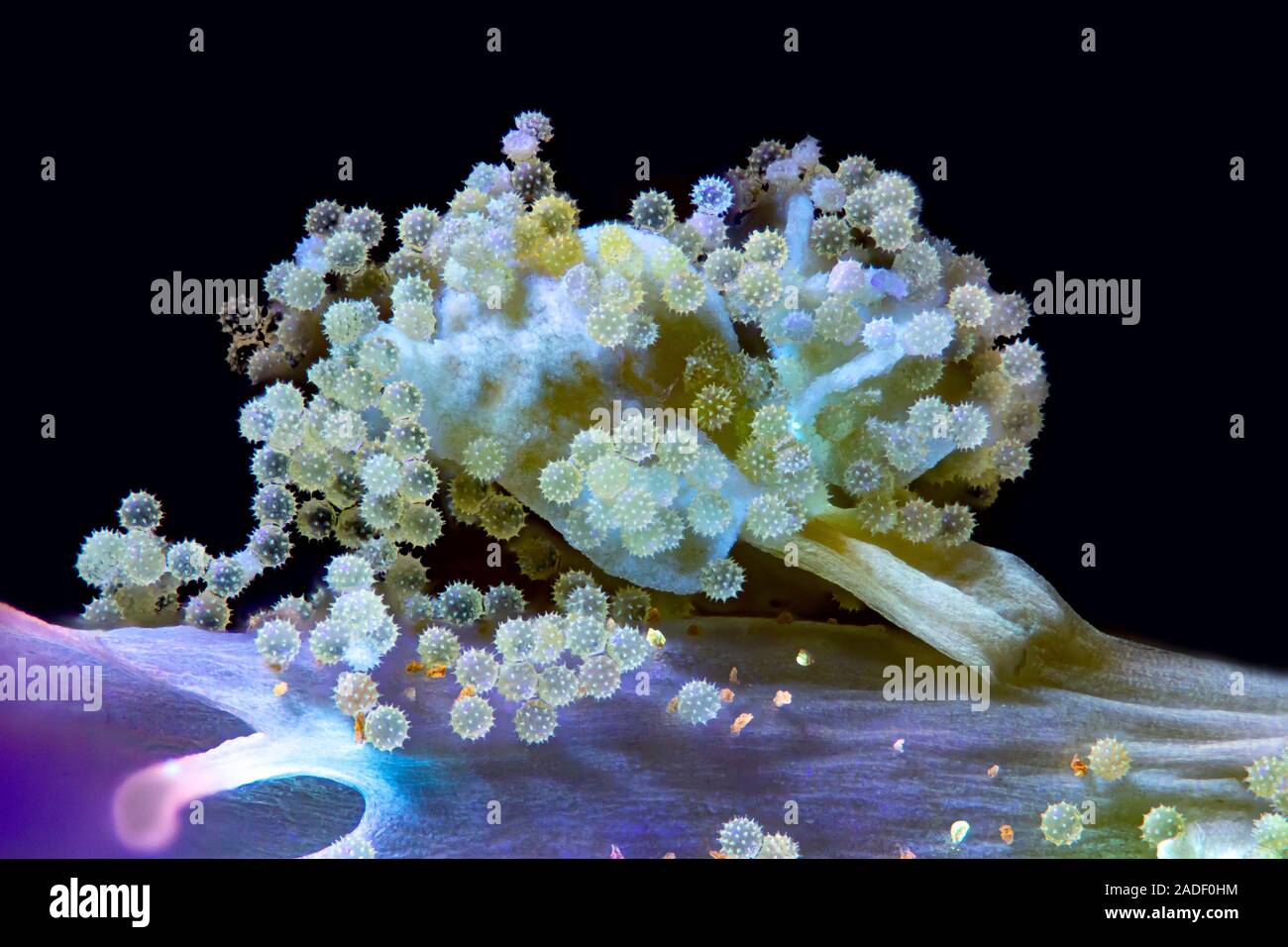 Macro photograph of the Hibiscus flower (Hibiscus sp.) reproductive ...