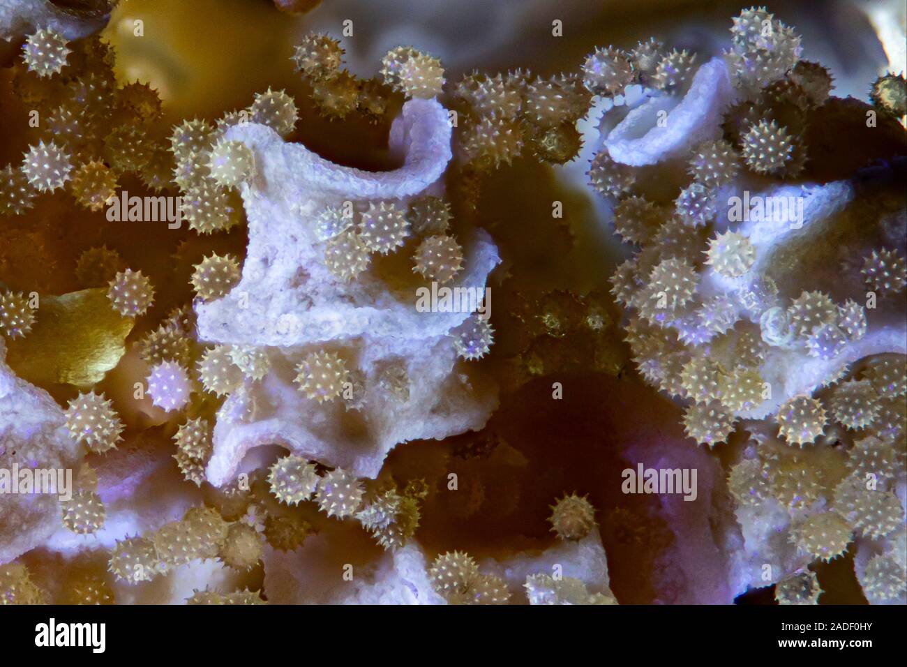 Macro photograph of the Hibiscus flower (Hibiscus sp.) reproductive ...