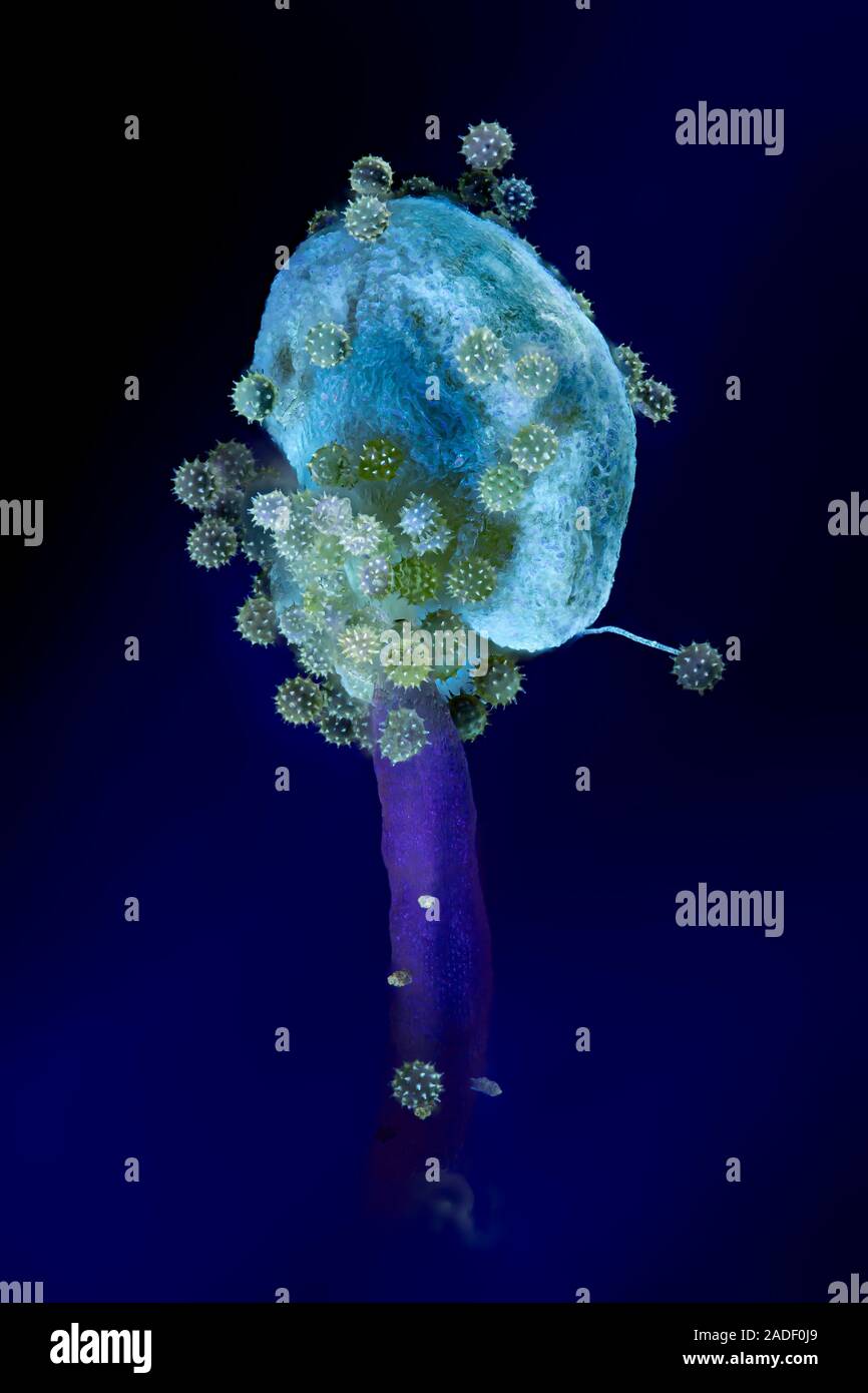 Macro photograph of the Hibiscus flower (Hibiscus sp.) reproductive ...