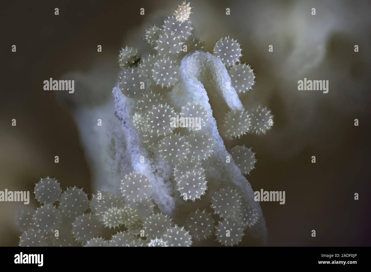 Macro photograph of the Hibiscus flower (Hibiscus sp.) reproductive ...