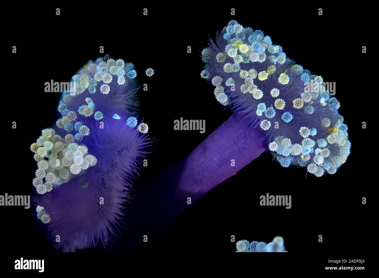 Macro photograph of the Hibiscus flower (Hibiscus sp.) reproductive ...