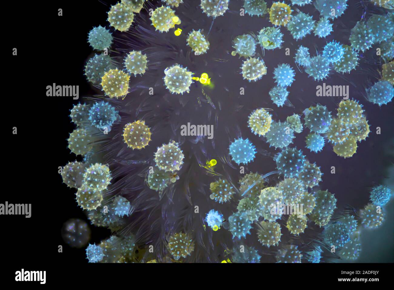 Macro photograph of the Hibiscus flower (Hibiscus sp.) reproductive ...