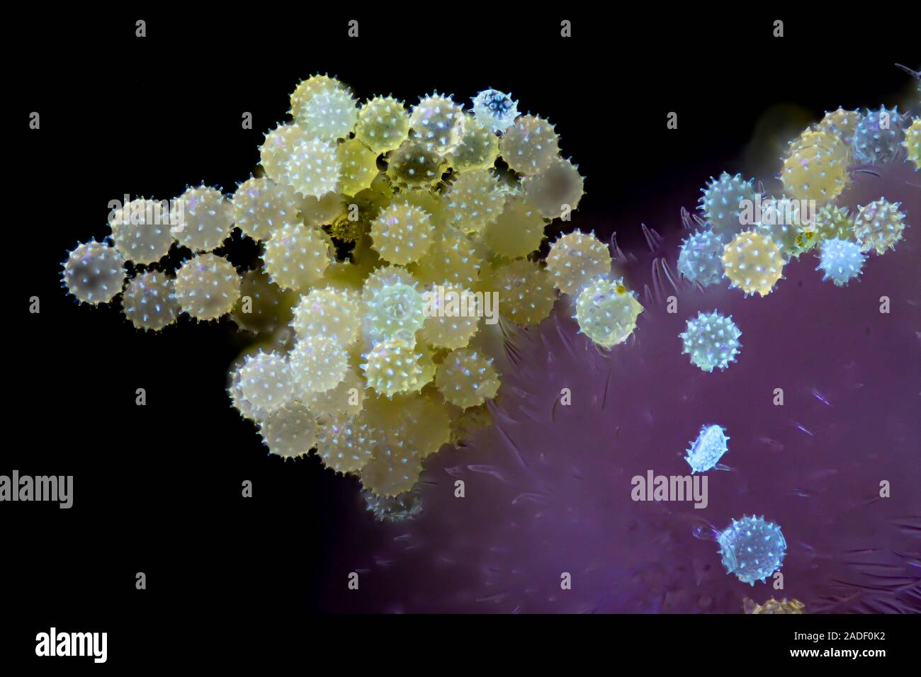 Macro photograph of the Hibiscus flower (Hibiscus sp.) reproductive ...
