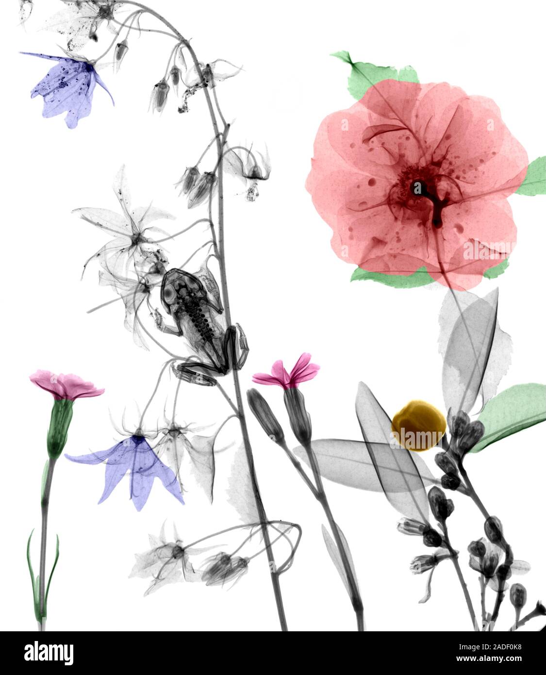 Not for print or poster uses Coloured X-ray of a frog with red campion ...