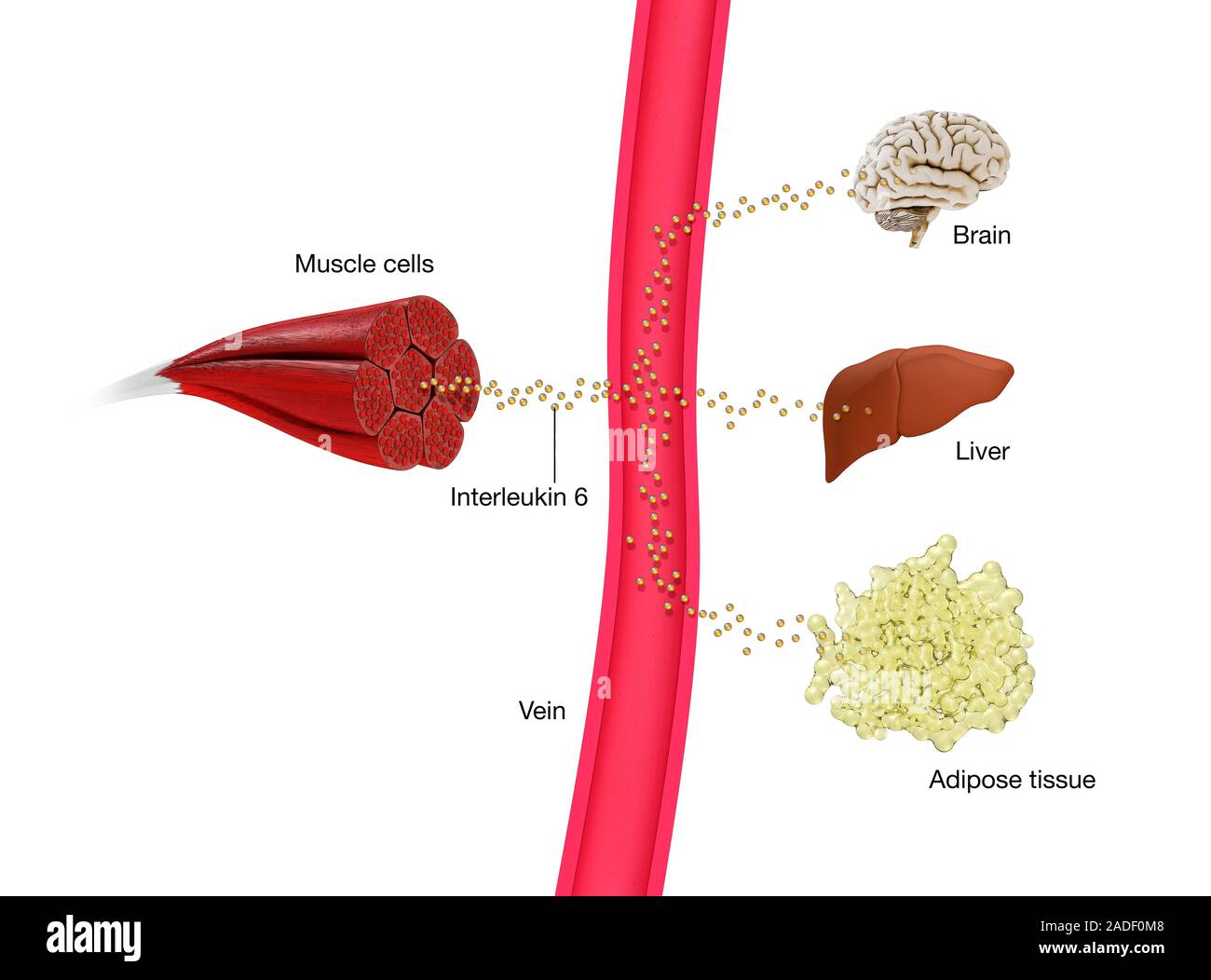 Interleukin 6 production in the body, illustration. Interleukins are ...