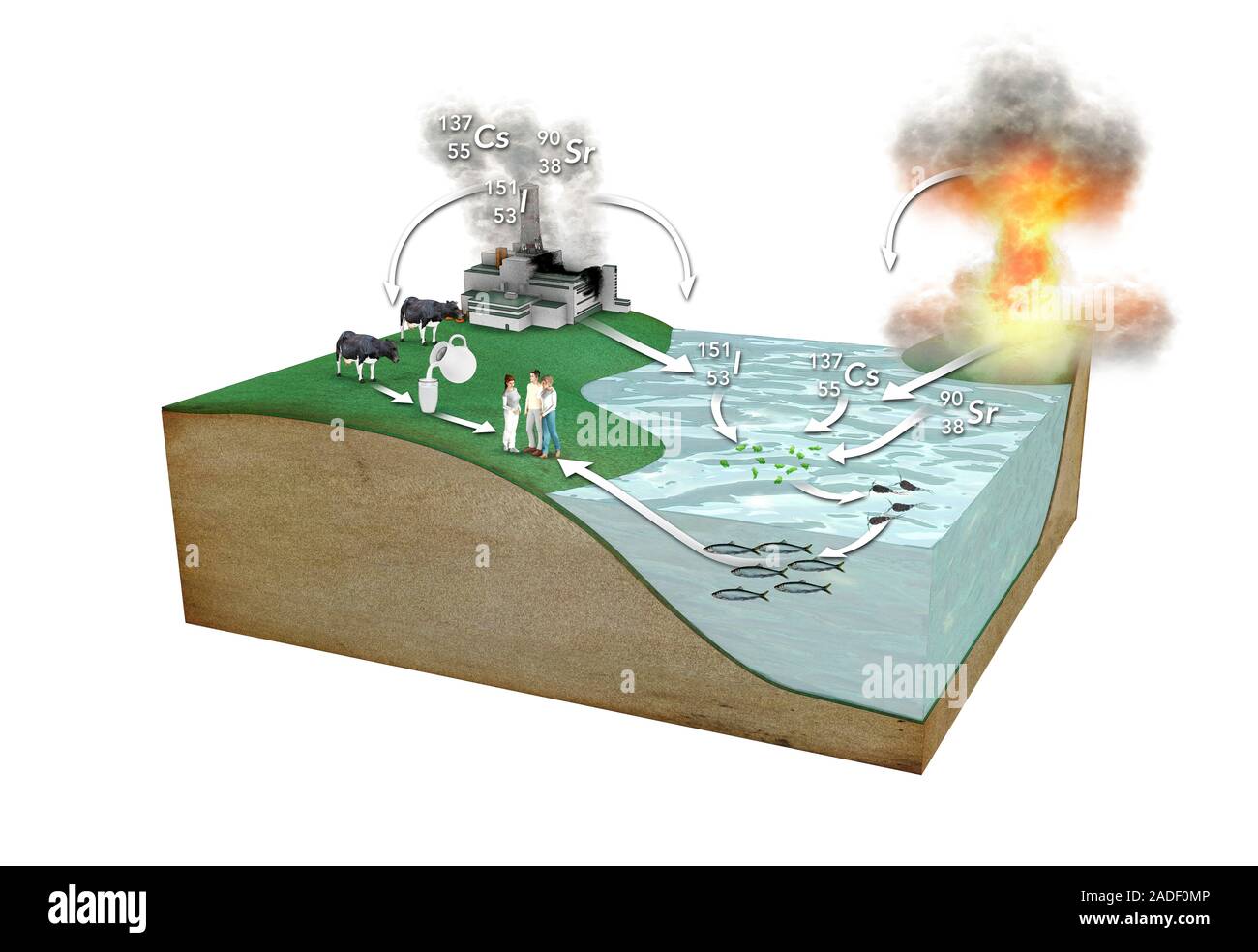 Sources of radioactive nuclides, illustration. The radioisotopes shown ...