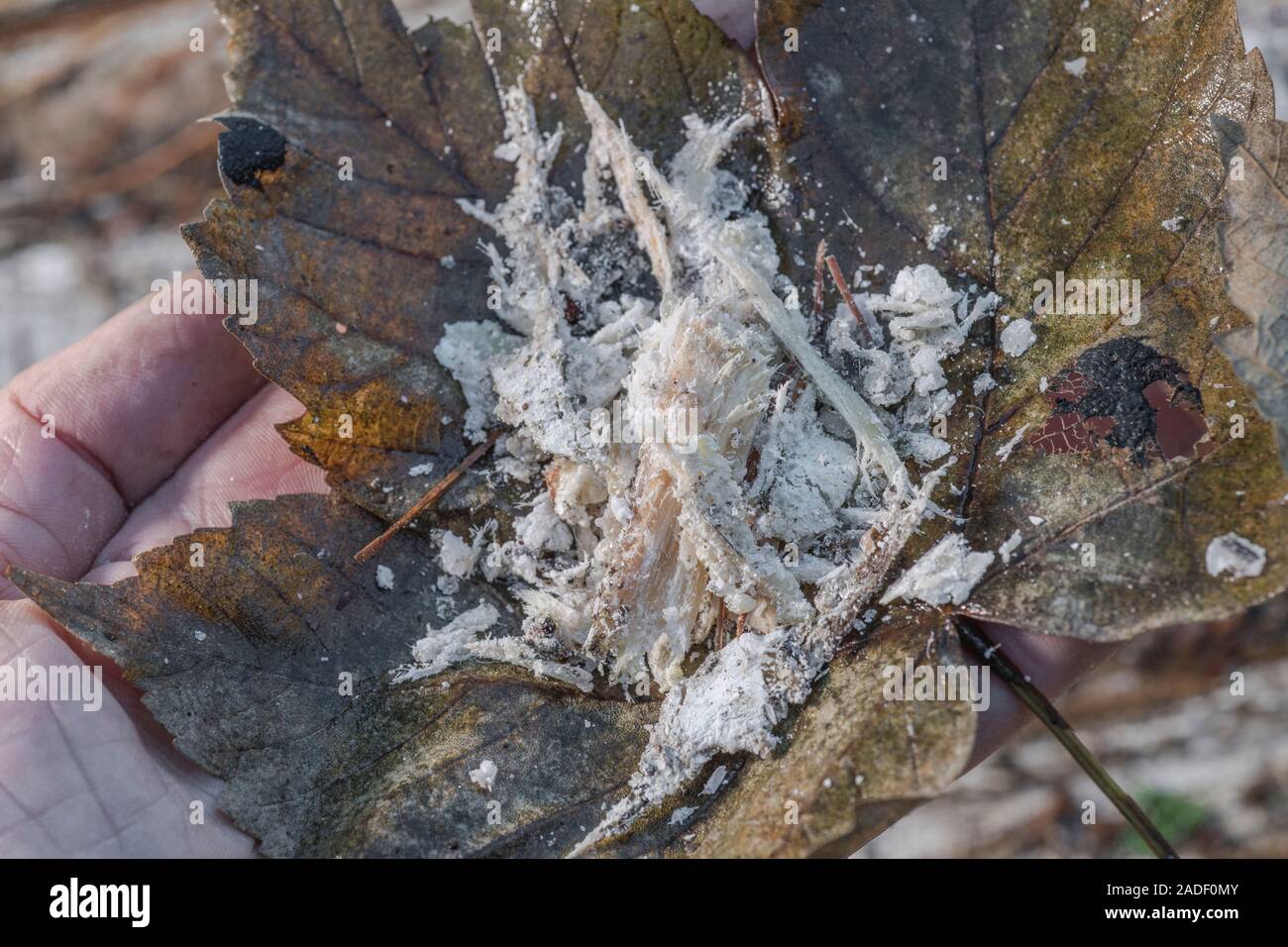 Harvested natural pine resin from storm damaged Monterey Pine / Pinus ...