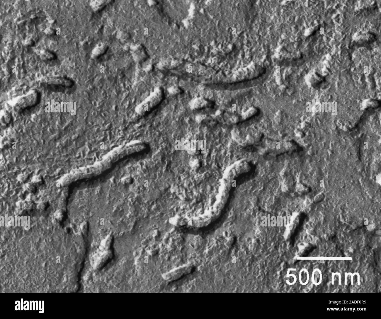 Martian meteorite, ALH84001. High resolution scanning electron ...