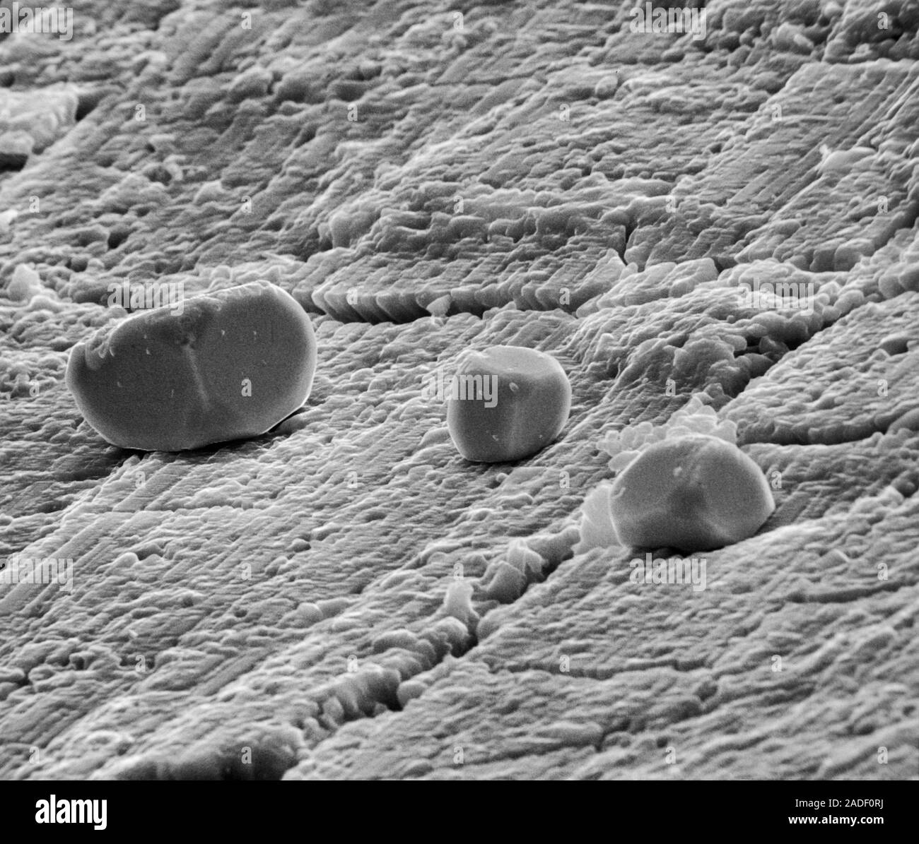 Scanning electron micrograph (SEM) of a four-micrometre size iron ...