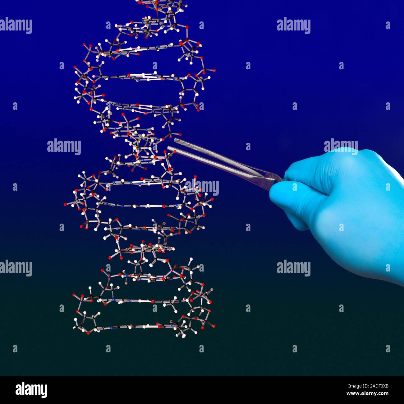 Genetic engineering. Conceptual image showing a gloved hand with ...