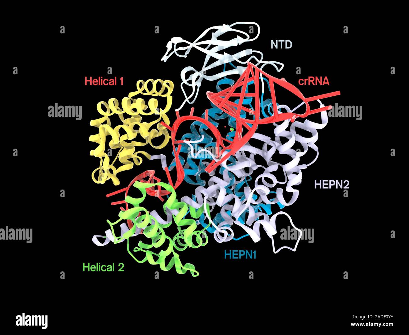 CRISPR-Cas13 gene editing complex, molecular structure. The CRISPR ...