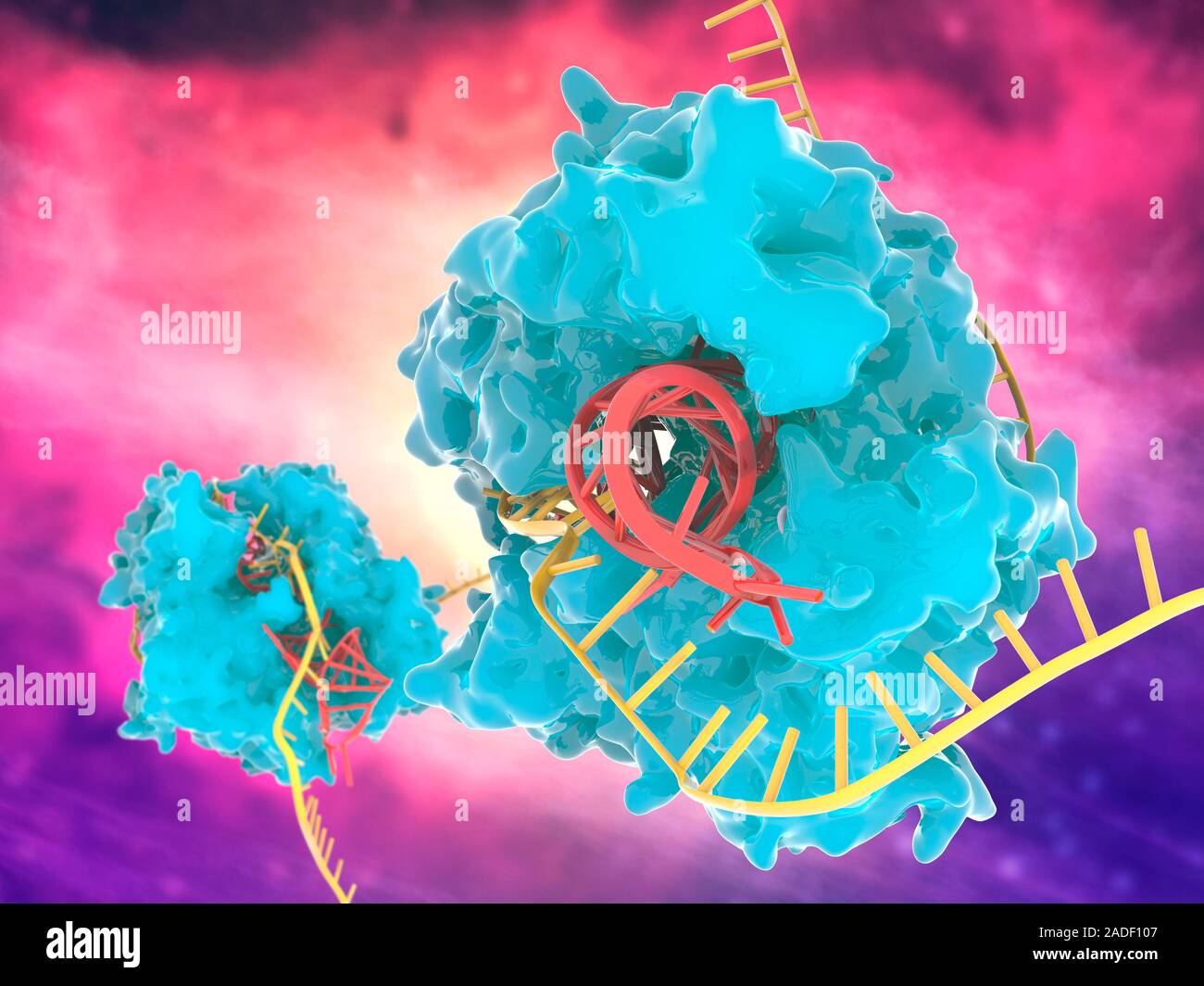 CRISPR-Cas13 gene editing complex, molecular structure. The CRISPR ...