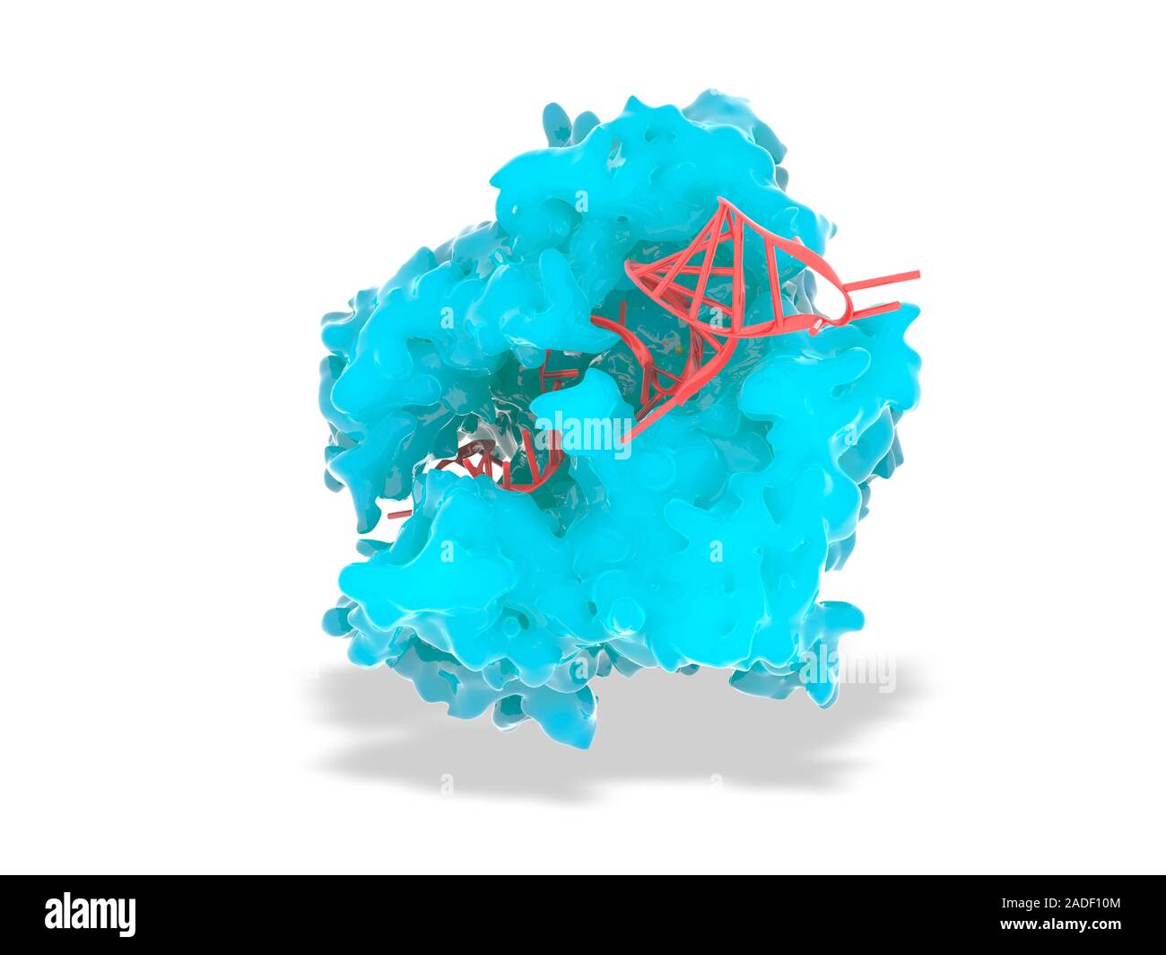 CRISPR-Cas13 gene editing complex, molecular structure. The CRISPR ...