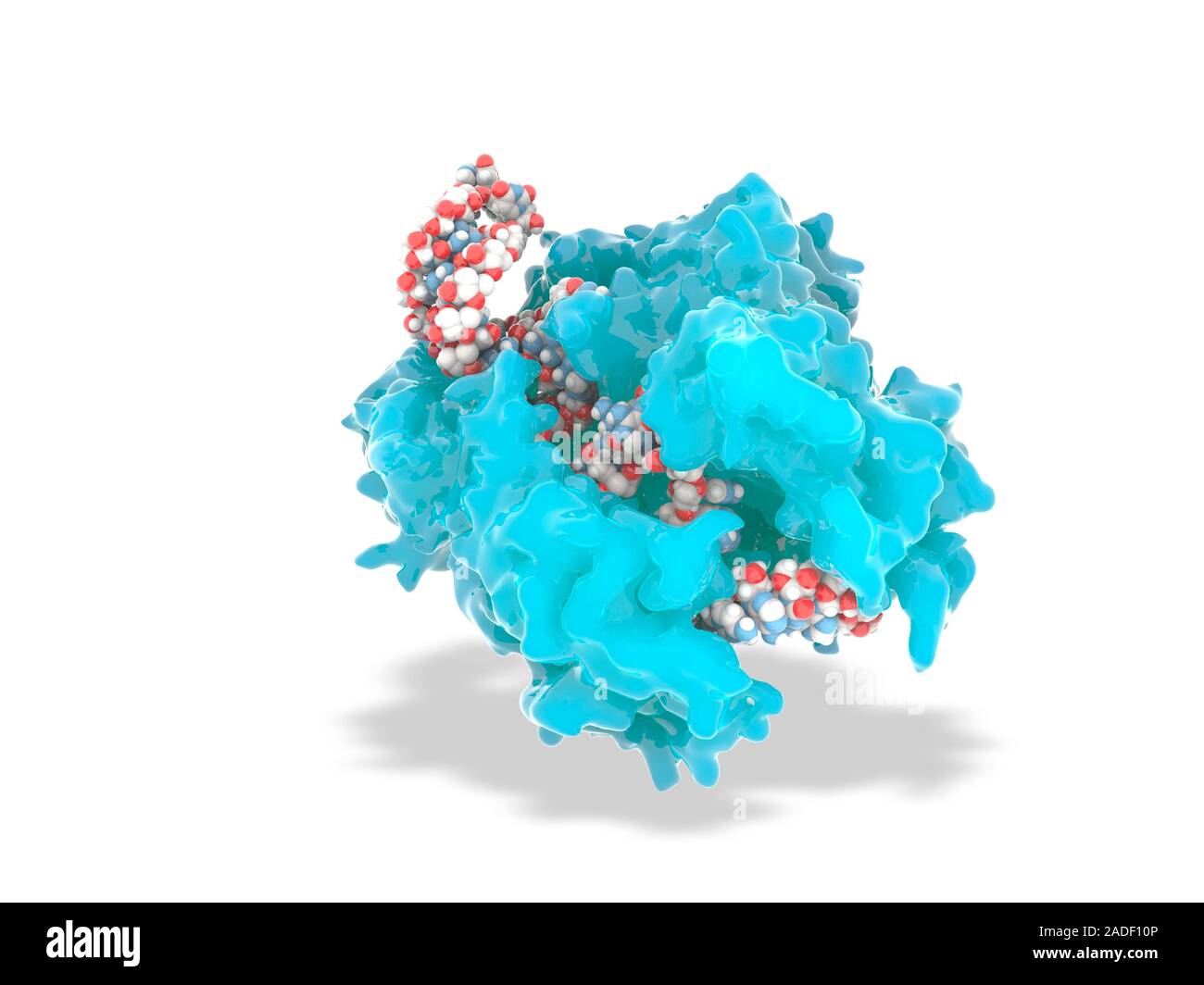 CRISPR-Cas13 gene editing complex, molecular structure. The CRISPR ...