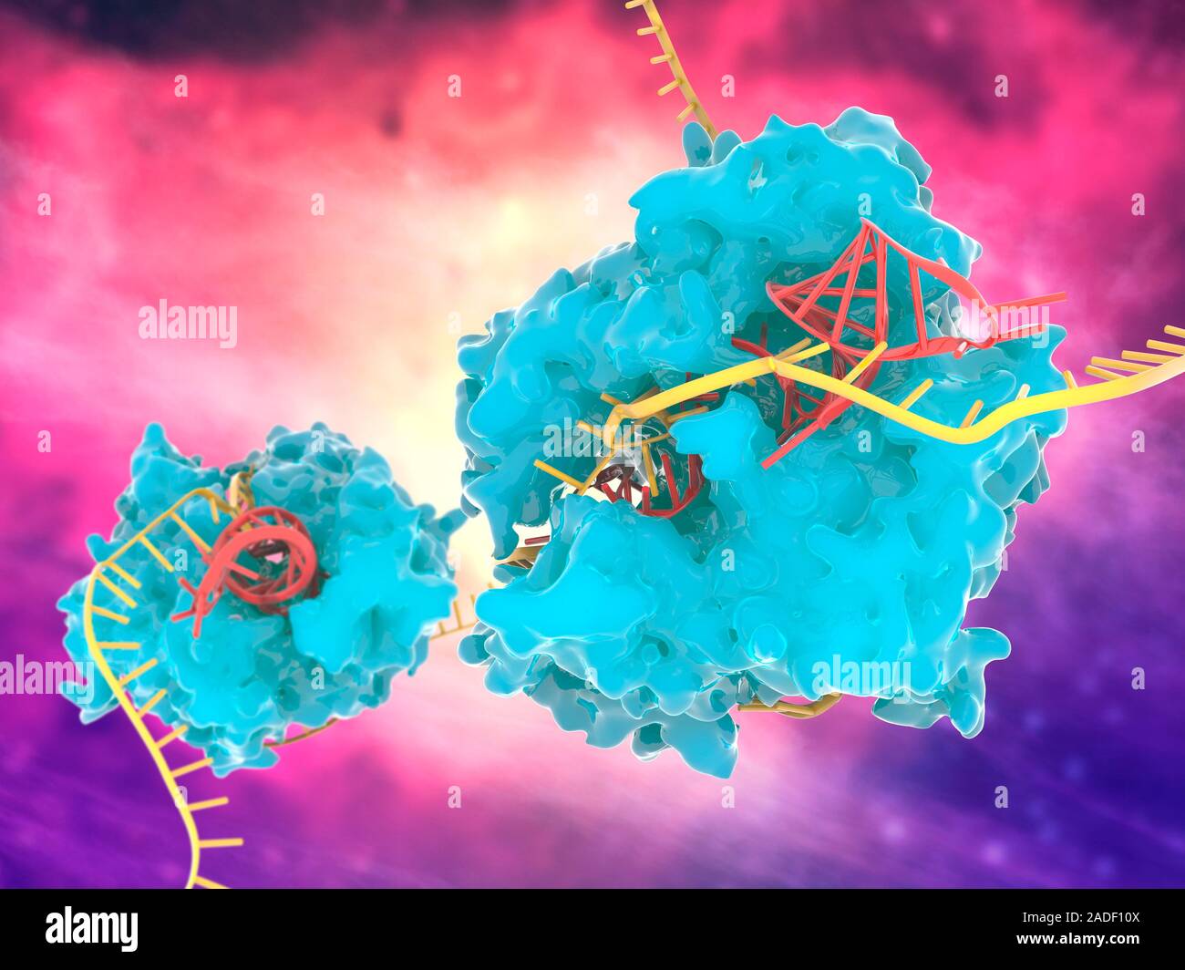 CRISPR-Cas13 gene editing complex, molecular structure. The CRISPR ...