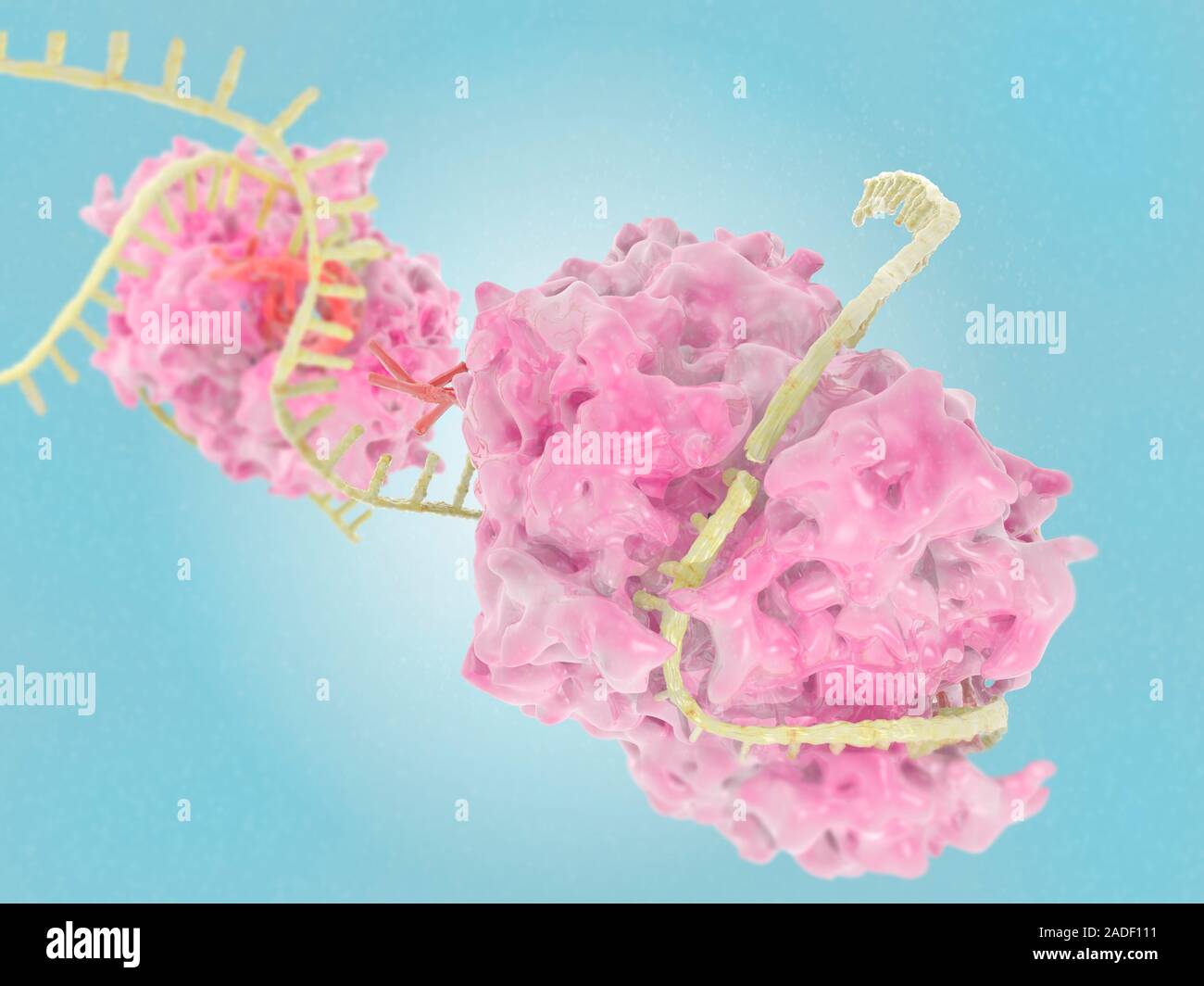 CRISPR-Cas13 gene editing complex, molecular structure. The CRISPR ...