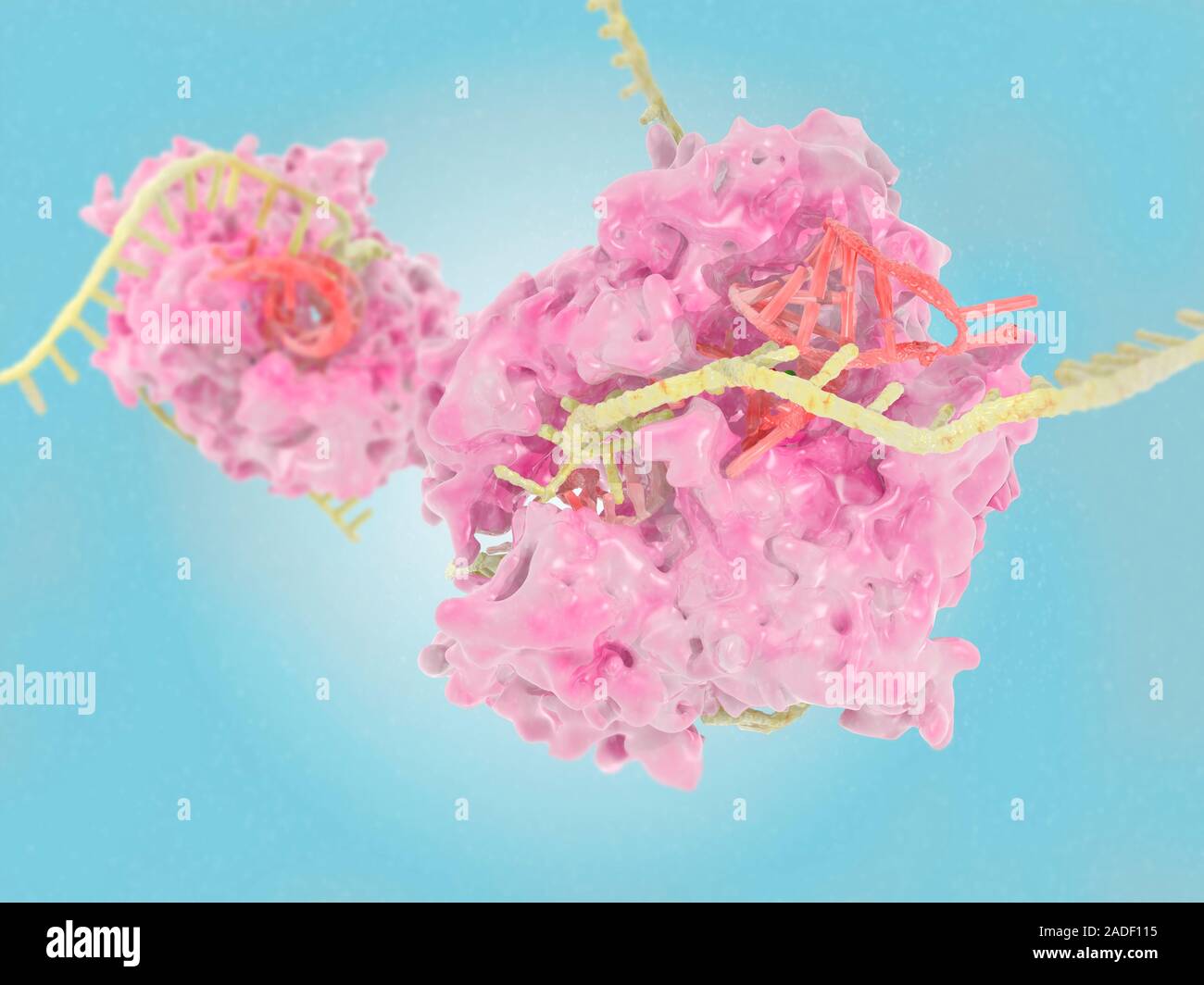 CRISPR-Cas13 gene editing complex, molecular structure. The CRISPR ...